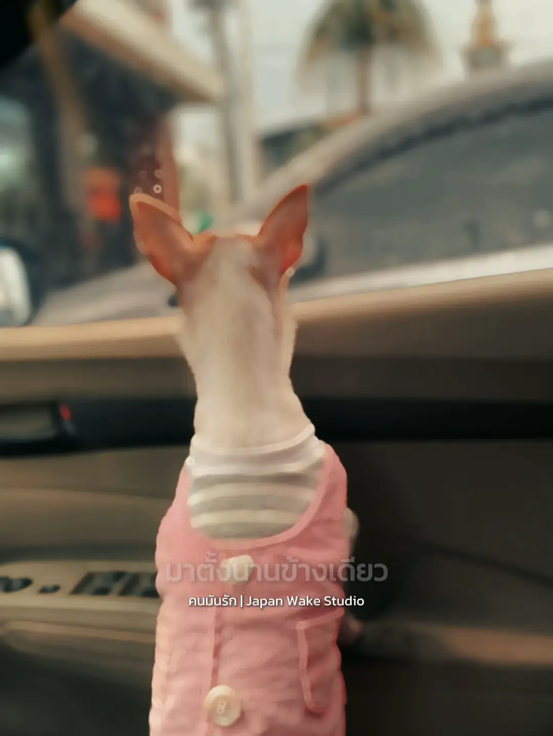 ลาเต้ | วิดีโอที่เผยแพร่โดย Vivee 4289 | Lemon8