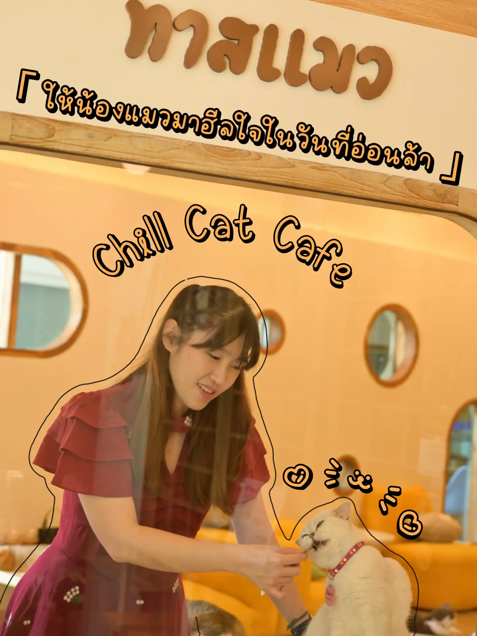 🐱 Chill Cat Cafe 🐱 ให้น้องแมวฮีลใจในวันที่อ่อนล้า ️ | แกลเลอรีที่โพสต์ ...