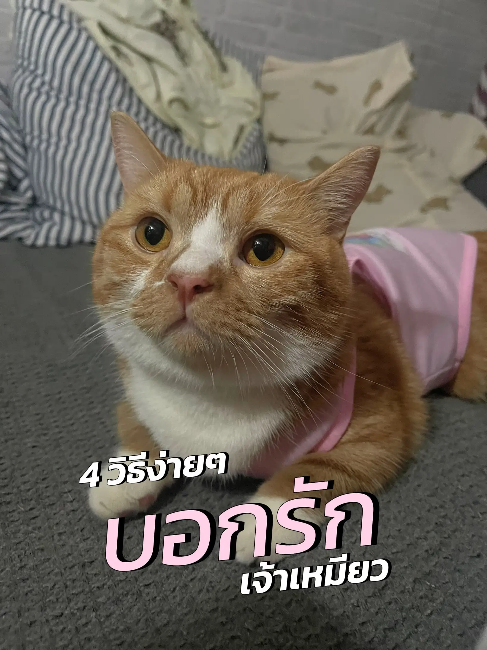 4 วิธีง่ายๆ บอกรักเจ้าก้อนส้ม 🐾🧡 | แกลเลอรีที่โพสต์โดย bebow🎈42♾ | Lemon8