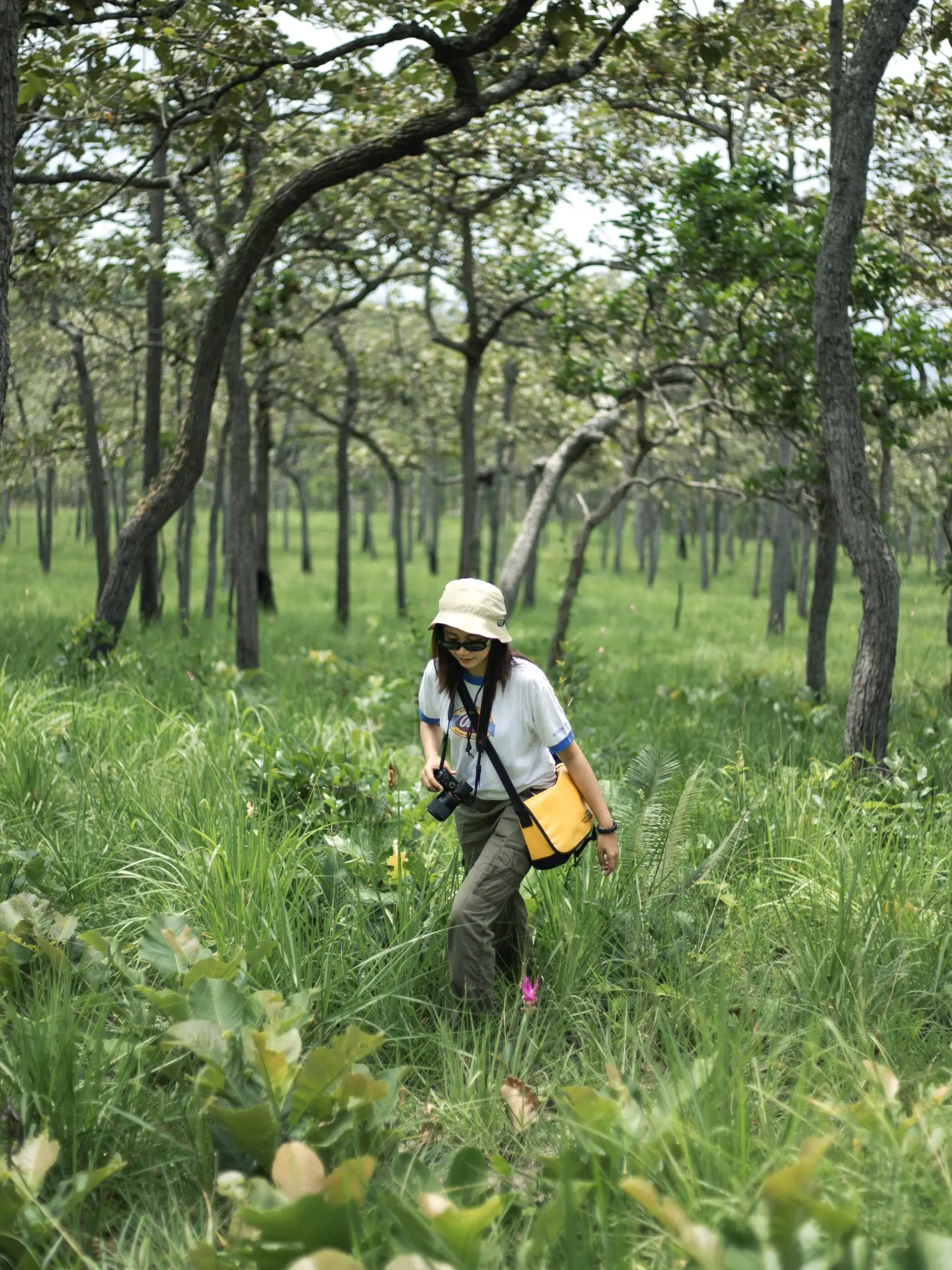 1ปีมีครั้ง ทุ่งดอกกระเจียวบานแล้ว🌷 | แกลเลอรีที่โพสต์โดย Pxm_zz | Lemon8