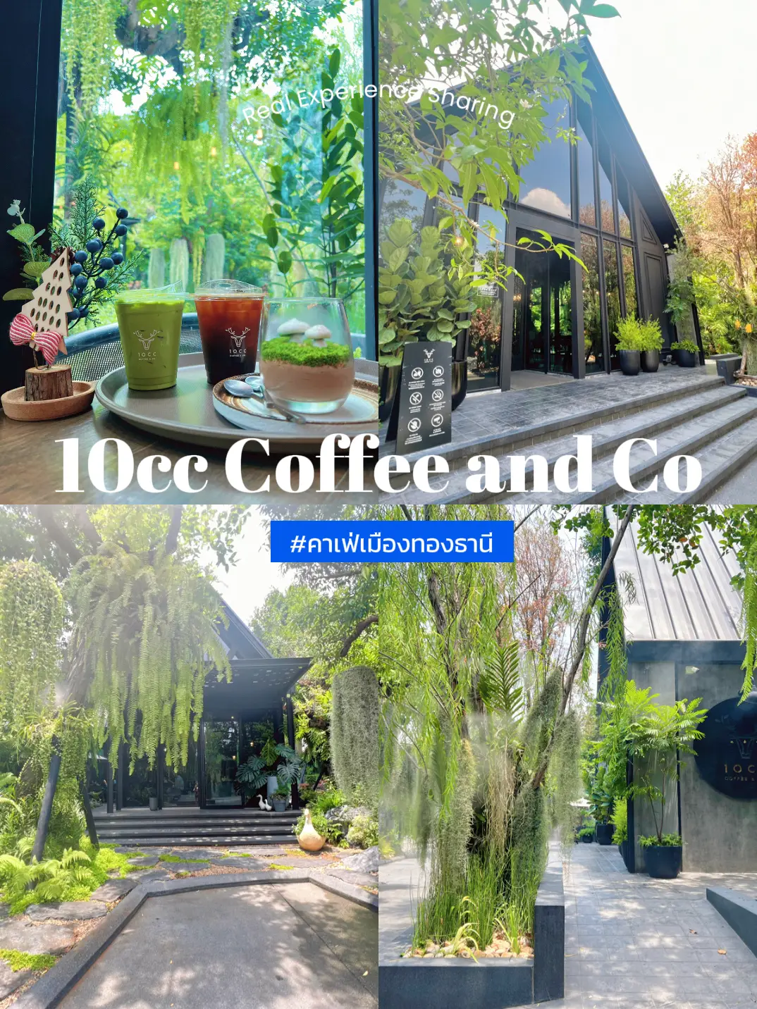10cc Coffee and Co ☕️ คาเฟ่เมืองทอง พาสัตว์เลี้ยงมาได้🐶🐱 | แกลเลอรีที่โพสต์โดย Friend🩵 | Lemon8