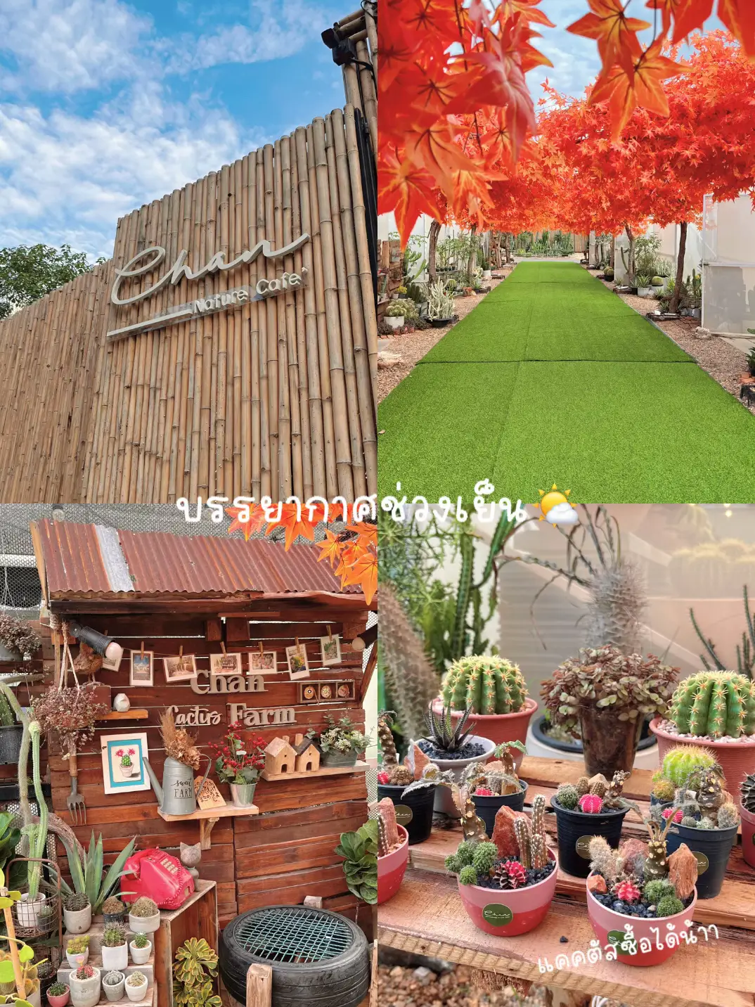 ต้อนรับคริสต์มาสกับ Chan nature cafe 🎄🎅🏻 | แกลเลอรีที่โพสต์โดย ꒰ MPor ...