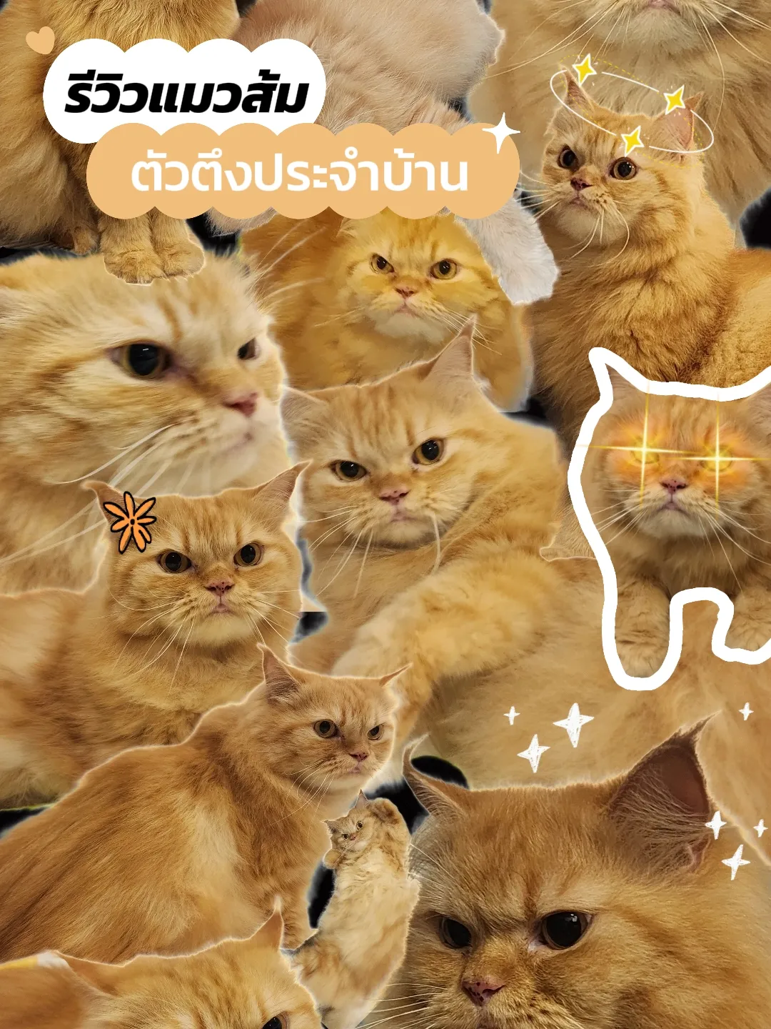 แมวส้ม - แมวสลิด 🧡🤎 | แกลเลอรีที่โพสต์โดย หน้าแมว | Lemon8