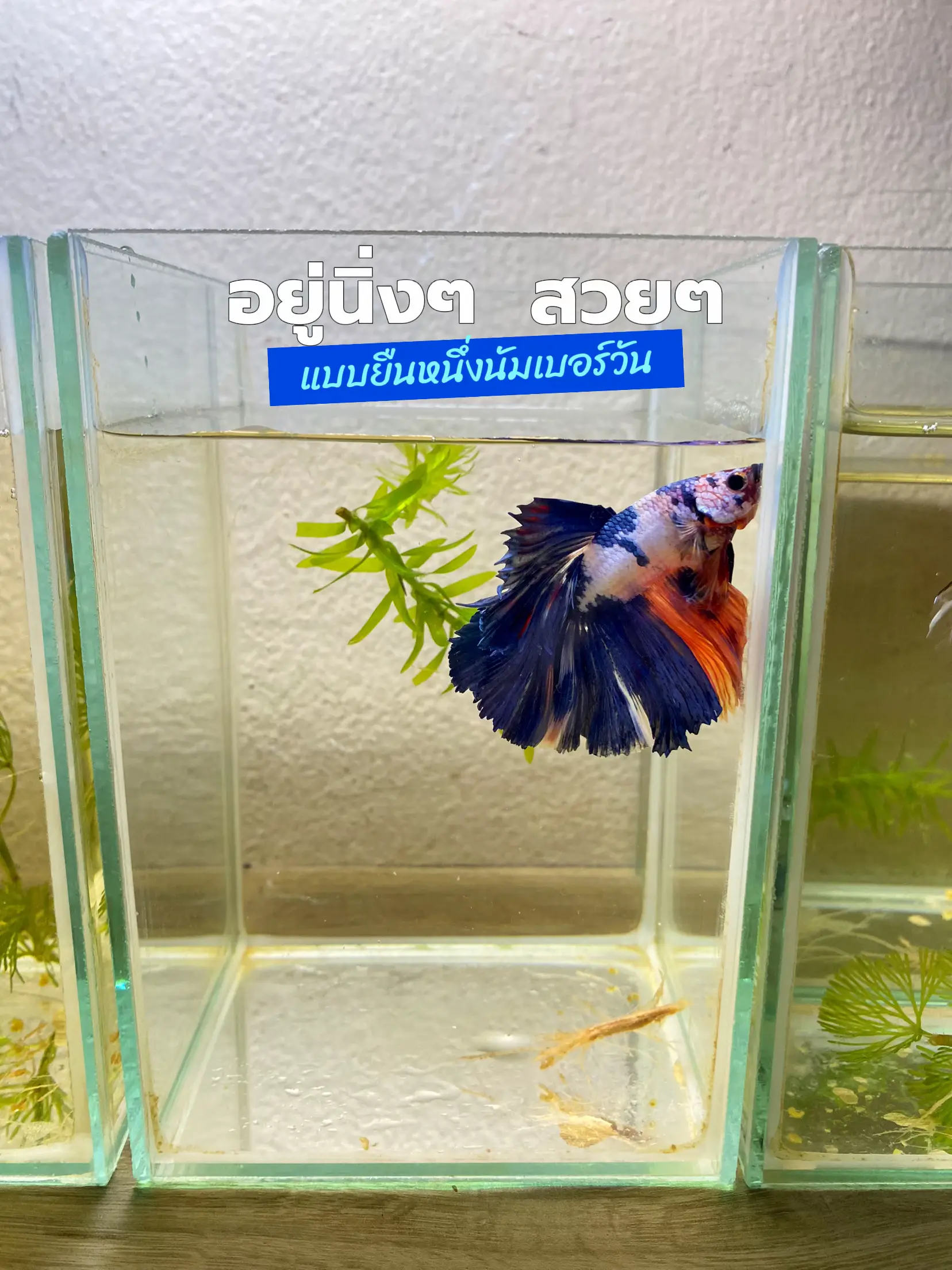 🐟Fancy biting fish, craft biting fish, hafmoon biting fish🐟 | Gallery ...