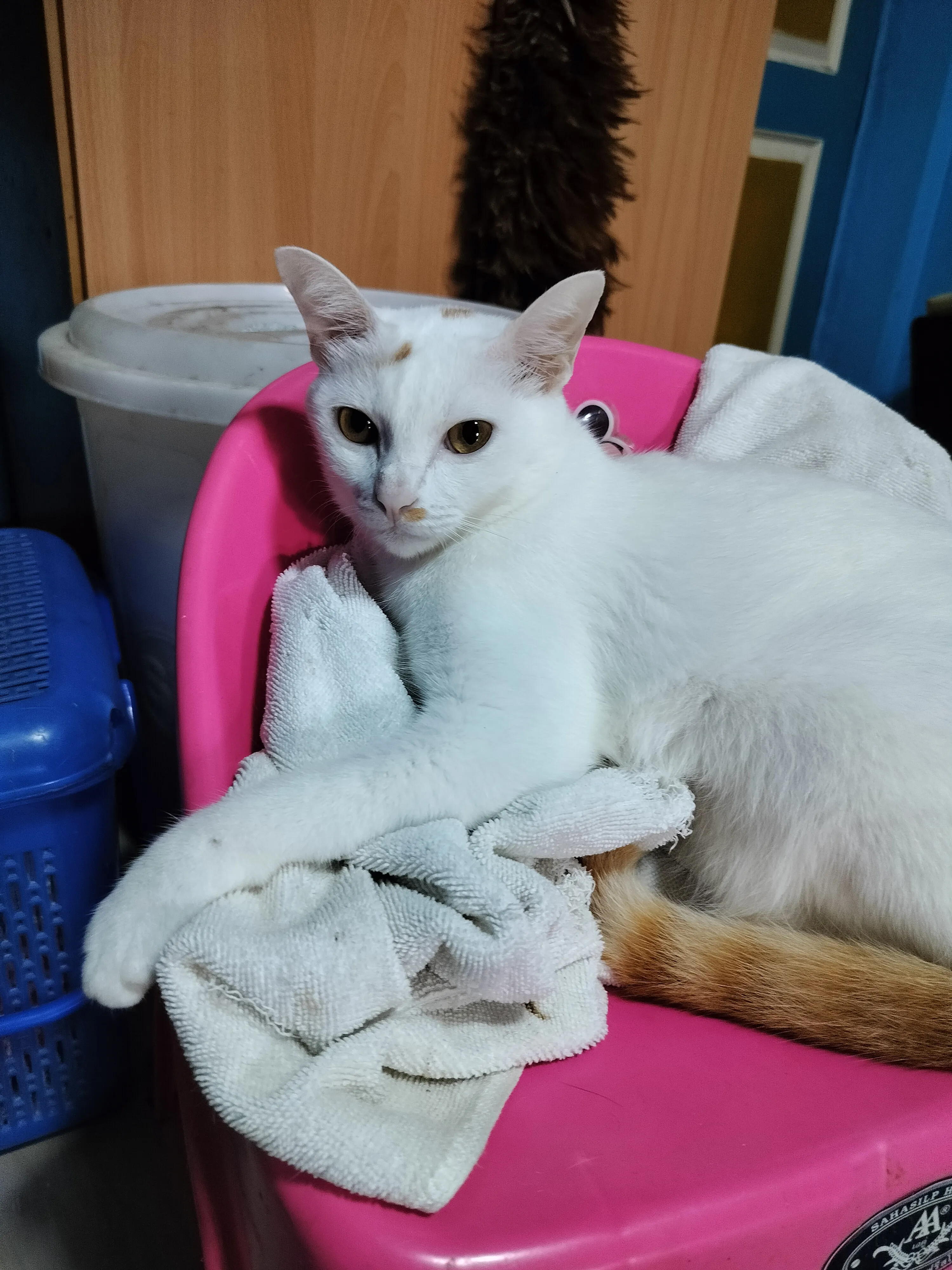 saowaneepanklin โพสต์ผลงานแล้ว | แกลเลอรีที่โพสต์โดย Saowanee Pankli ...