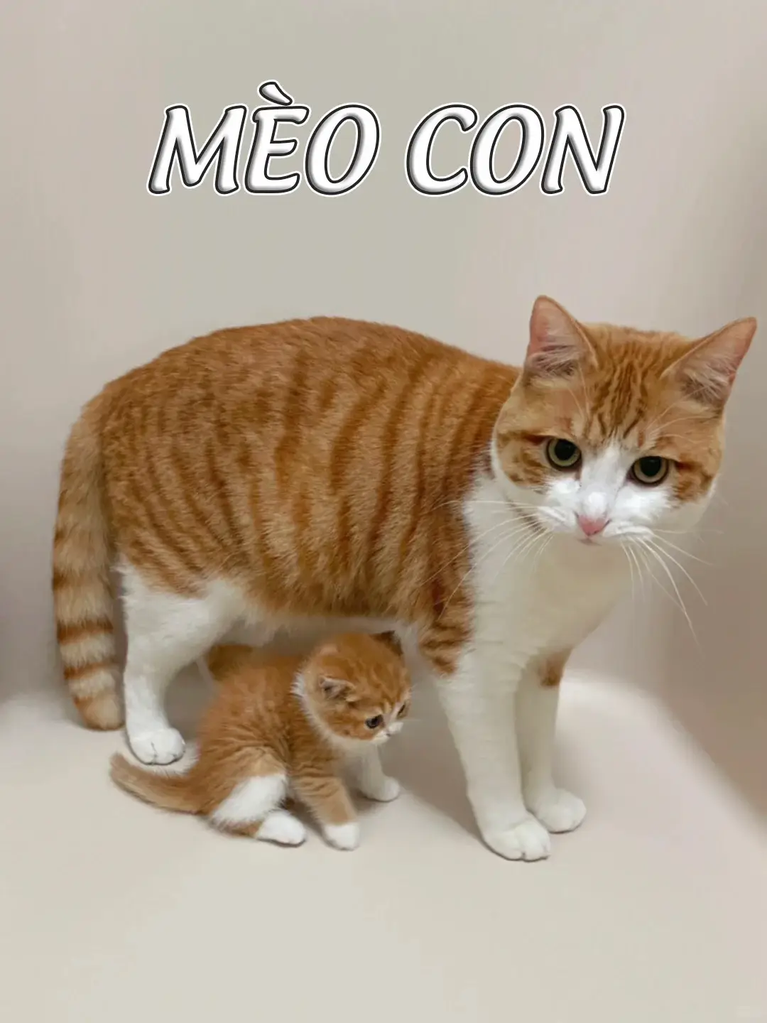 MÈO CON | Bộ sưu tập do Thuý Hà đăng | Lemon8