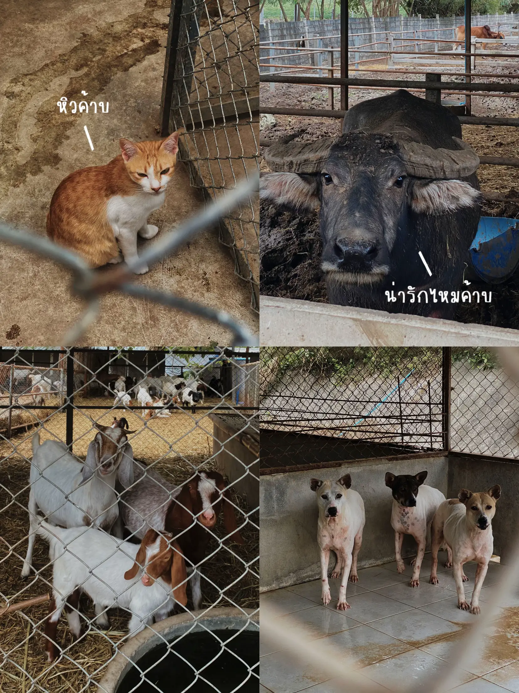 พาไปทำบุญให้สัตว์ถูกทอดทิ้งกัน 🐃🐕🐈🐑🐐🐓 | แกลเลอรีที่โพสต์โดย Nivarin.kt ...