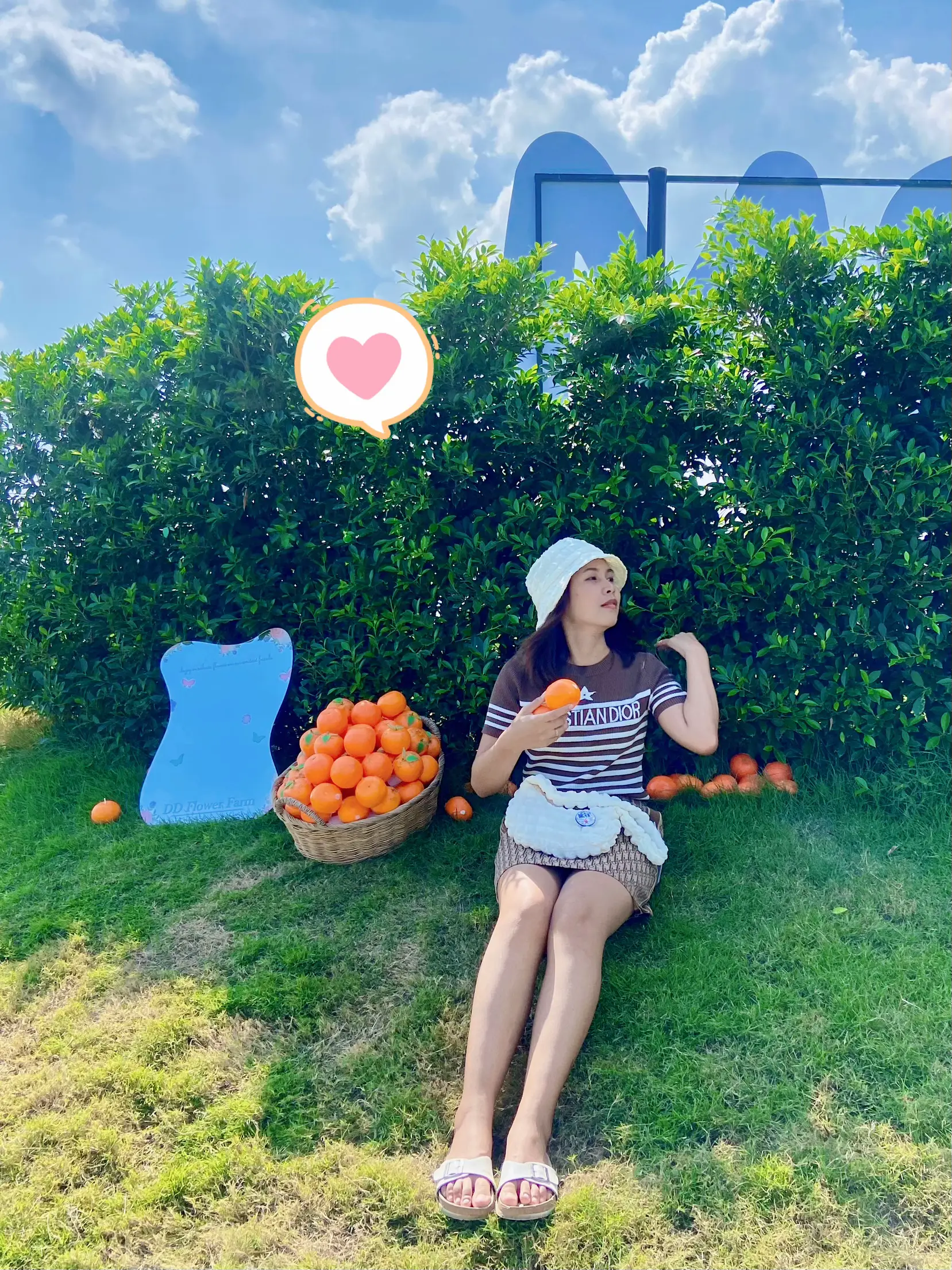 DD Flower Farm | แกลเลอรีที่โพสต์โดย 𝐓𝐡𝐢𝐜𝐡𝐚 •ᴥ• | Lemon8