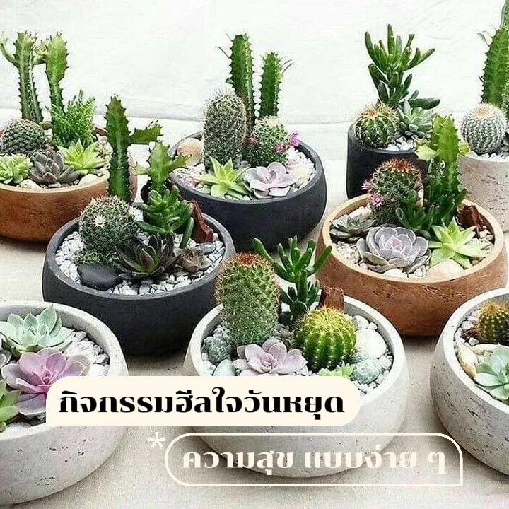 Cactus | แกลเลอรีที่โพสต์โดย สุ7896_98♾️ | Lemon8