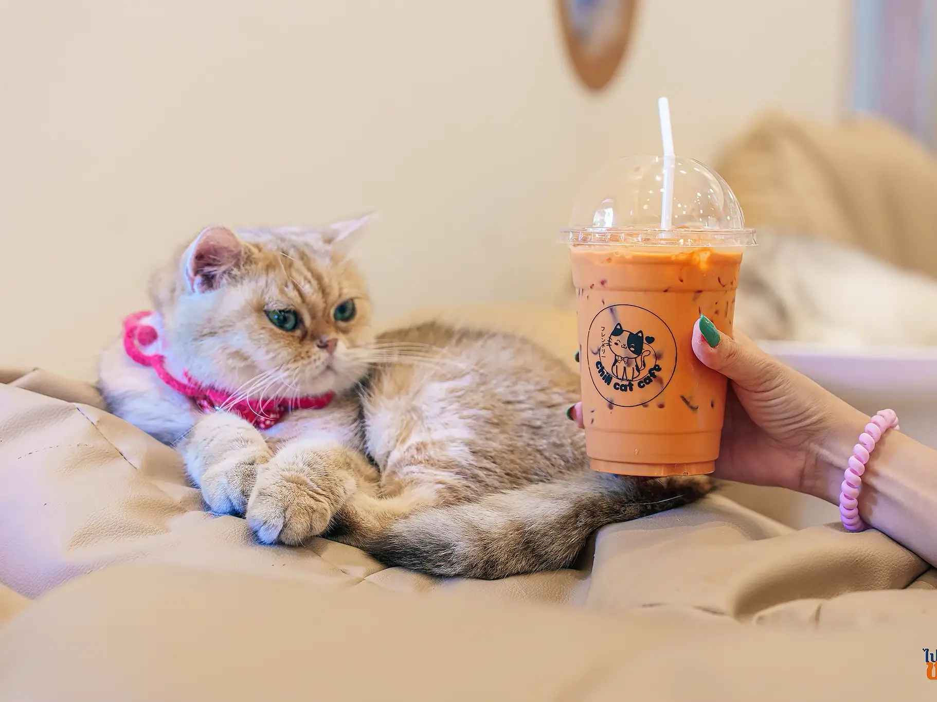 Chill Cat Cafe….สวรรค์ของคนรักแมว😻😻😻 | แกลเลอรีที่โพสต์โดย Jennie ...