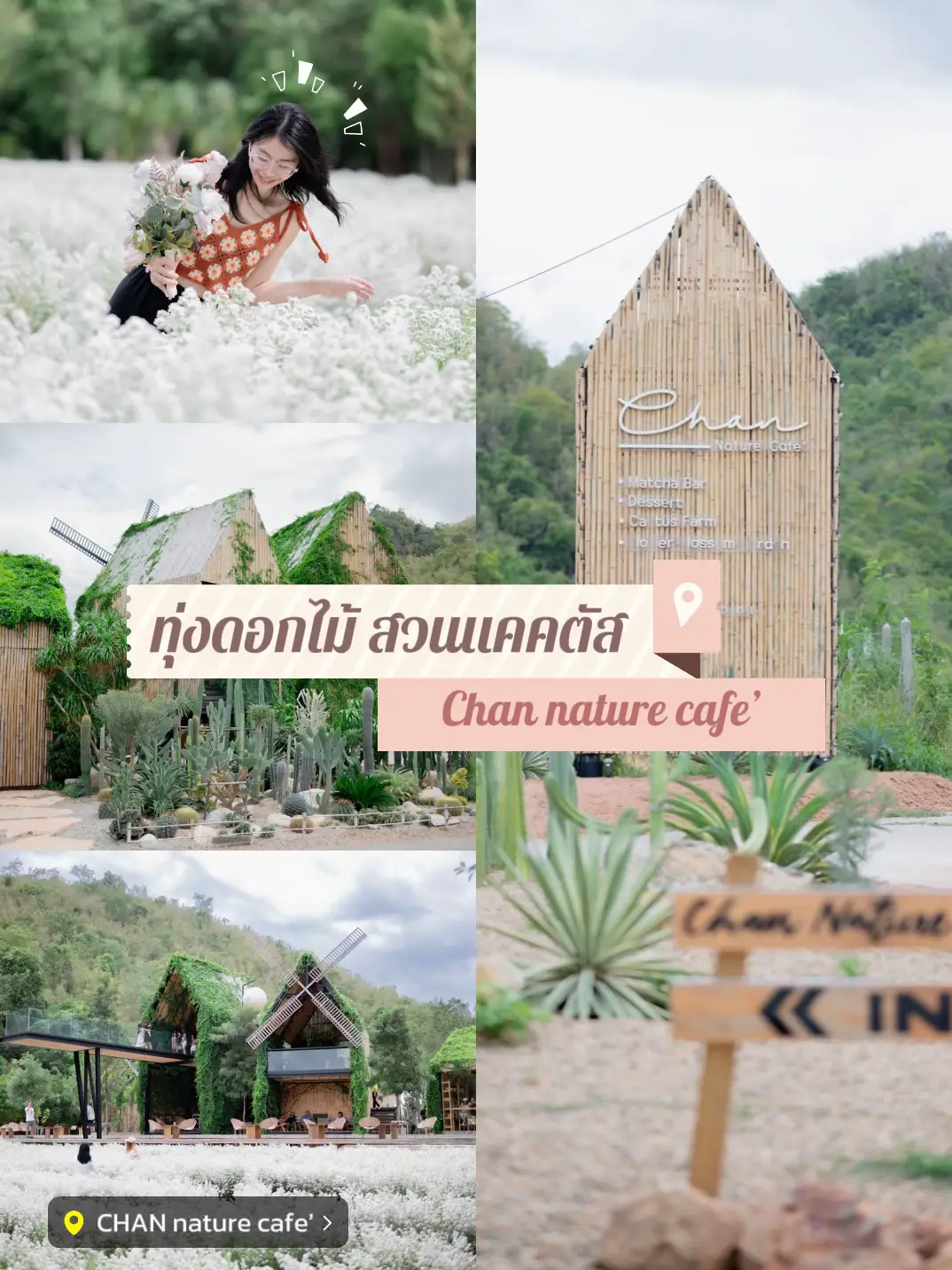 Chan nature cafe, "cactus garden cafe surrounded by fields of flowers ...