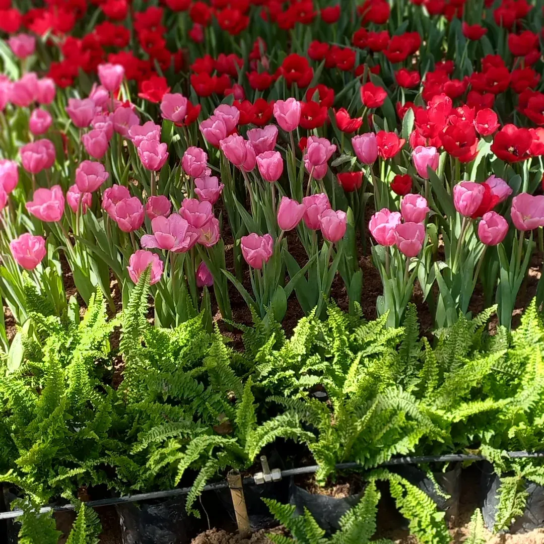 pumpuidluffy โพสต์ผลงานแล้ว ดู | แกลเลอรีที่โพสต์โดย Pumpui D Luffy | Lemon8