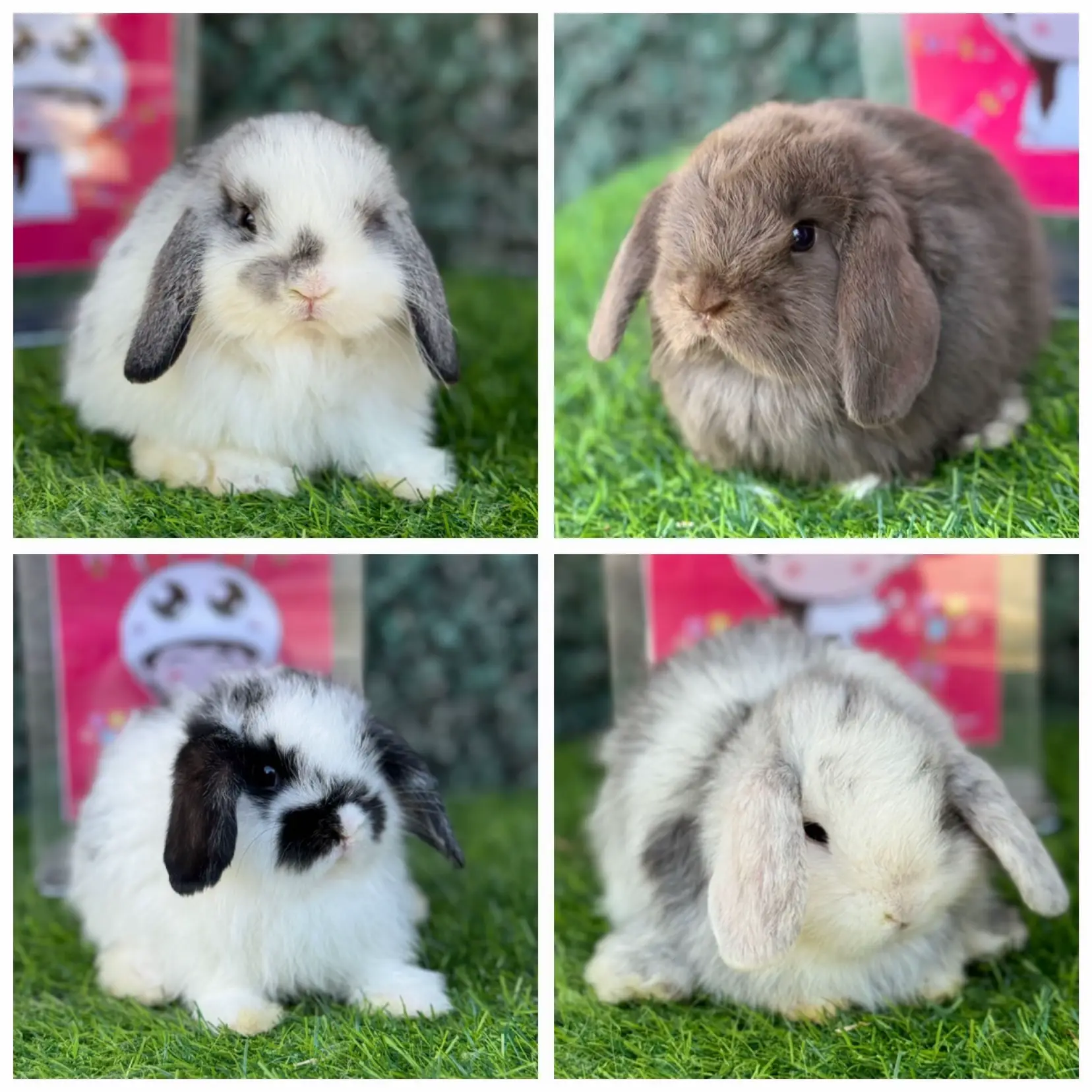 Holland Lop Rabbit Breed | Gallery posted by JeBunnyChonburi | Lemon8