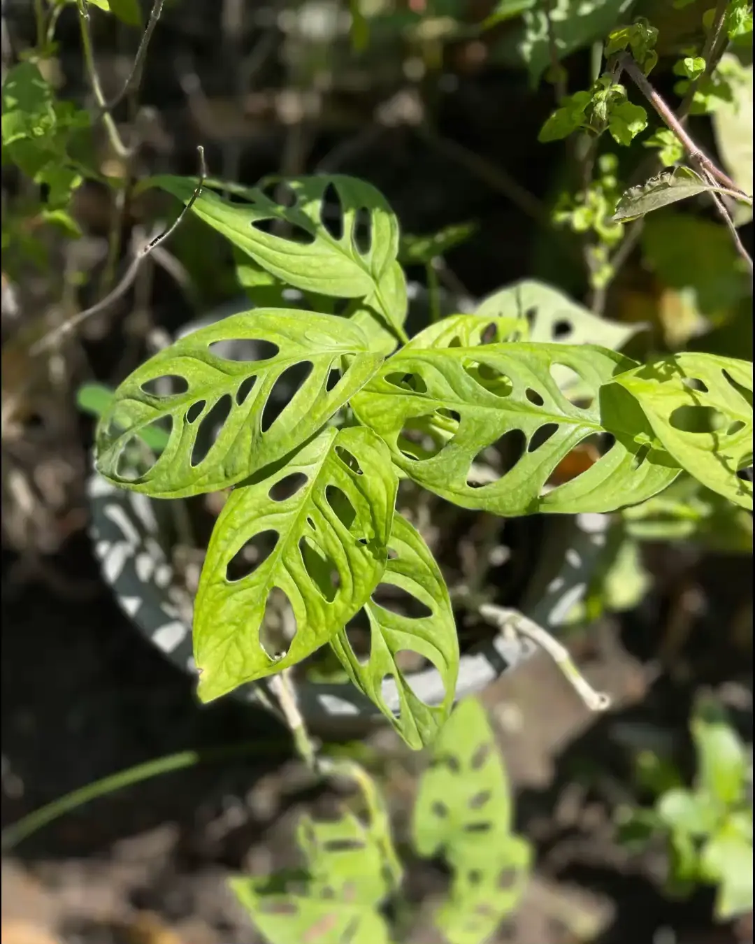 ราชินีไม้ใบ monstera (รวมเรื่องไม้ดอกไม้ประดับ chaiwat100) | วิดีโอที่เผยแพร่โดย บ้านสวนchaiwat ...