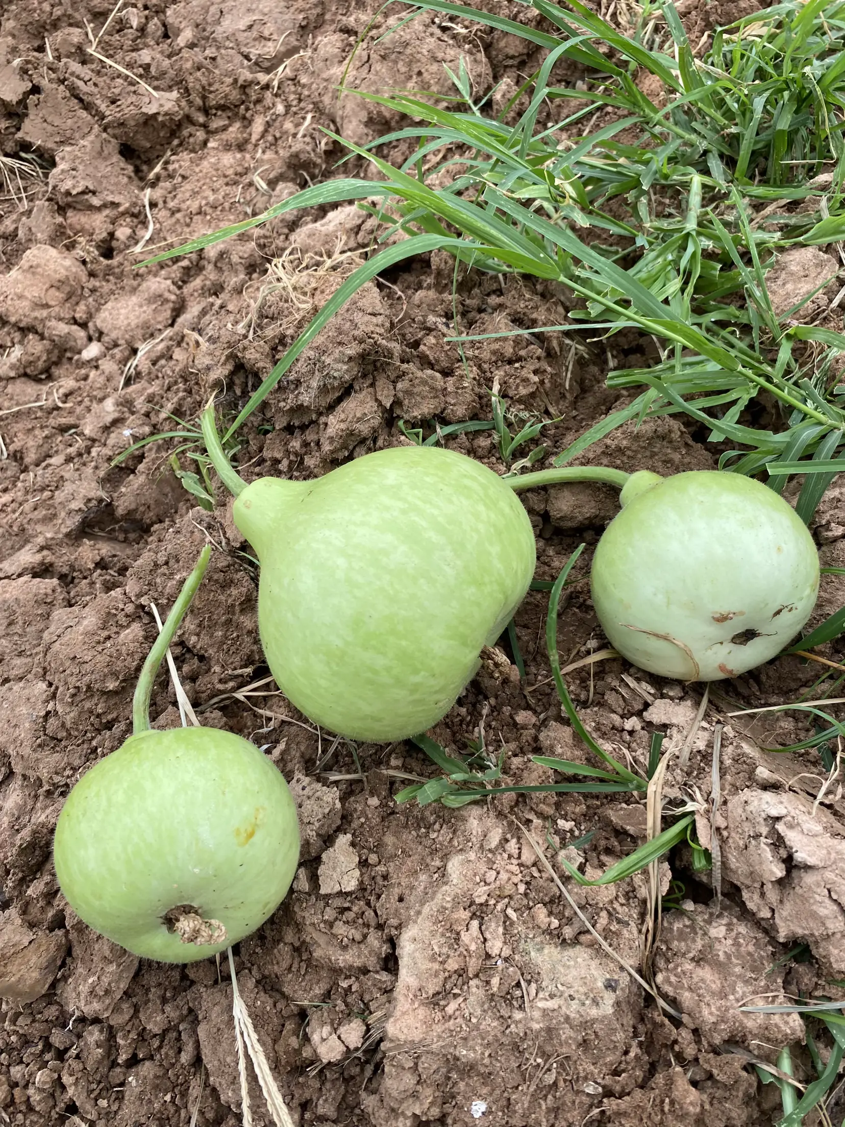 เก็บลูกน้ำเต้าสดๆจากต้นกัน | แกลเลอรีที่โพสต์โดย Taei Farm | Lemon8