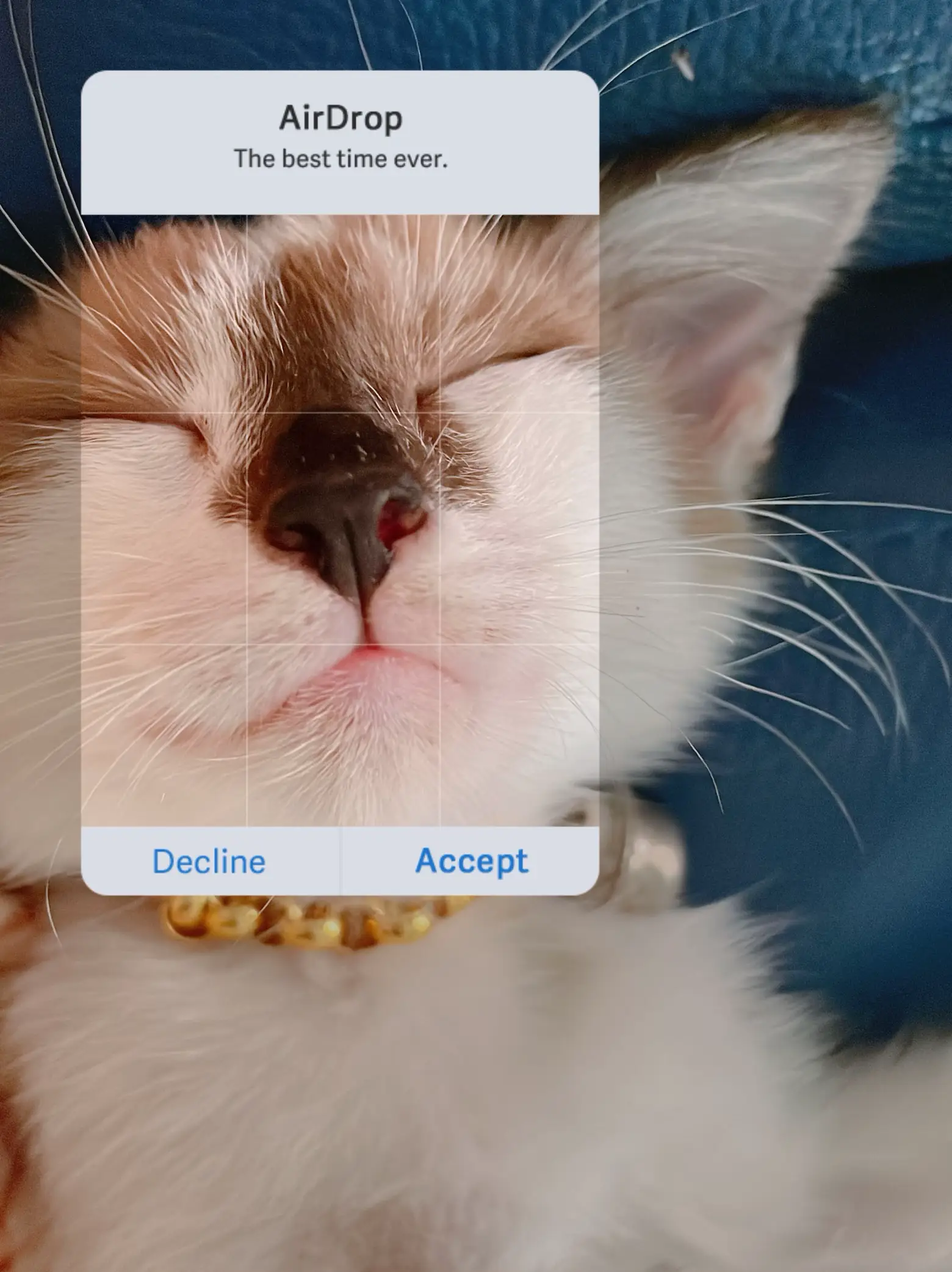 Meow Meow | แกลเลอรีที่โพสต์โดย MN SSW | Lemon8