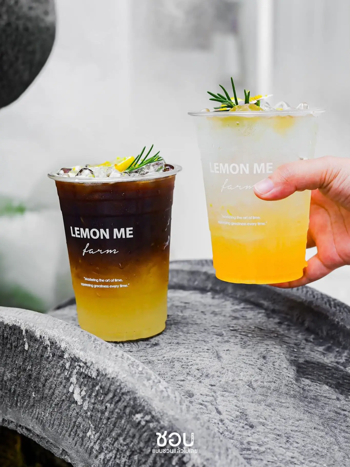 เปิดโซนใหม่แล้วววว สวยมากกกกก‼️☘️🍃🍁 “Lemon Gallery” | แกลเลอรีที่โพสต์ ...