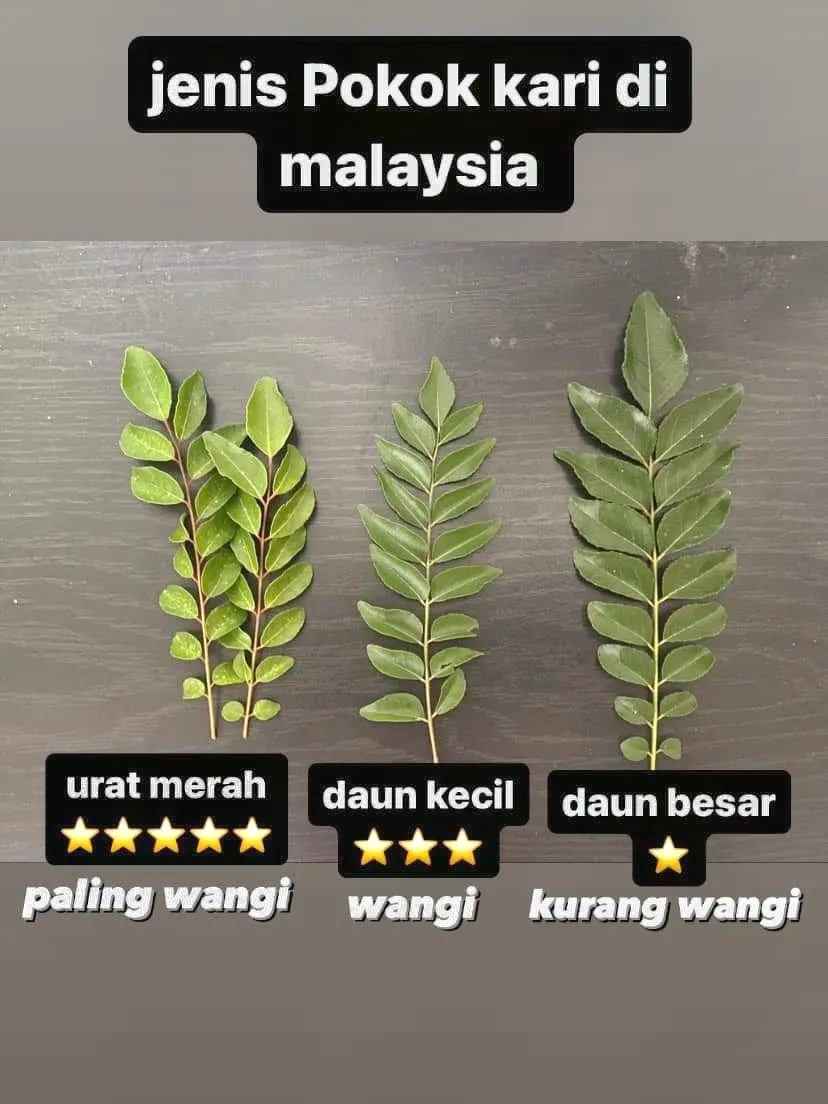 Jenis daun kari | Galeri disiarkan oleh WanHusna | Lemon8