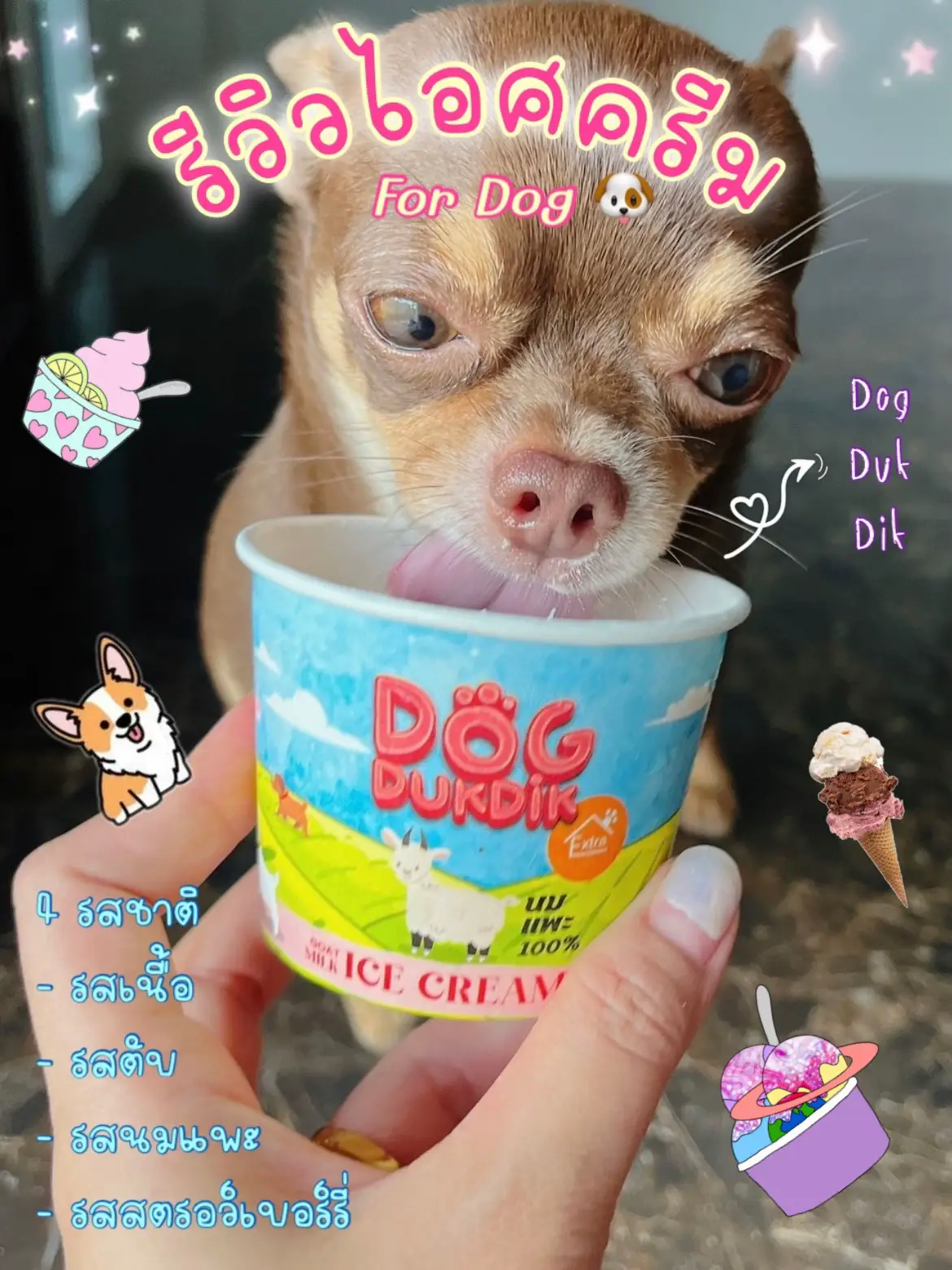 รีวิว Dog Dukdik ไอศครีมสำหรับน้องหมา🍨🐶 | แกลเลอรีที่โพสต์โดย พ้อกแพ้ก ...