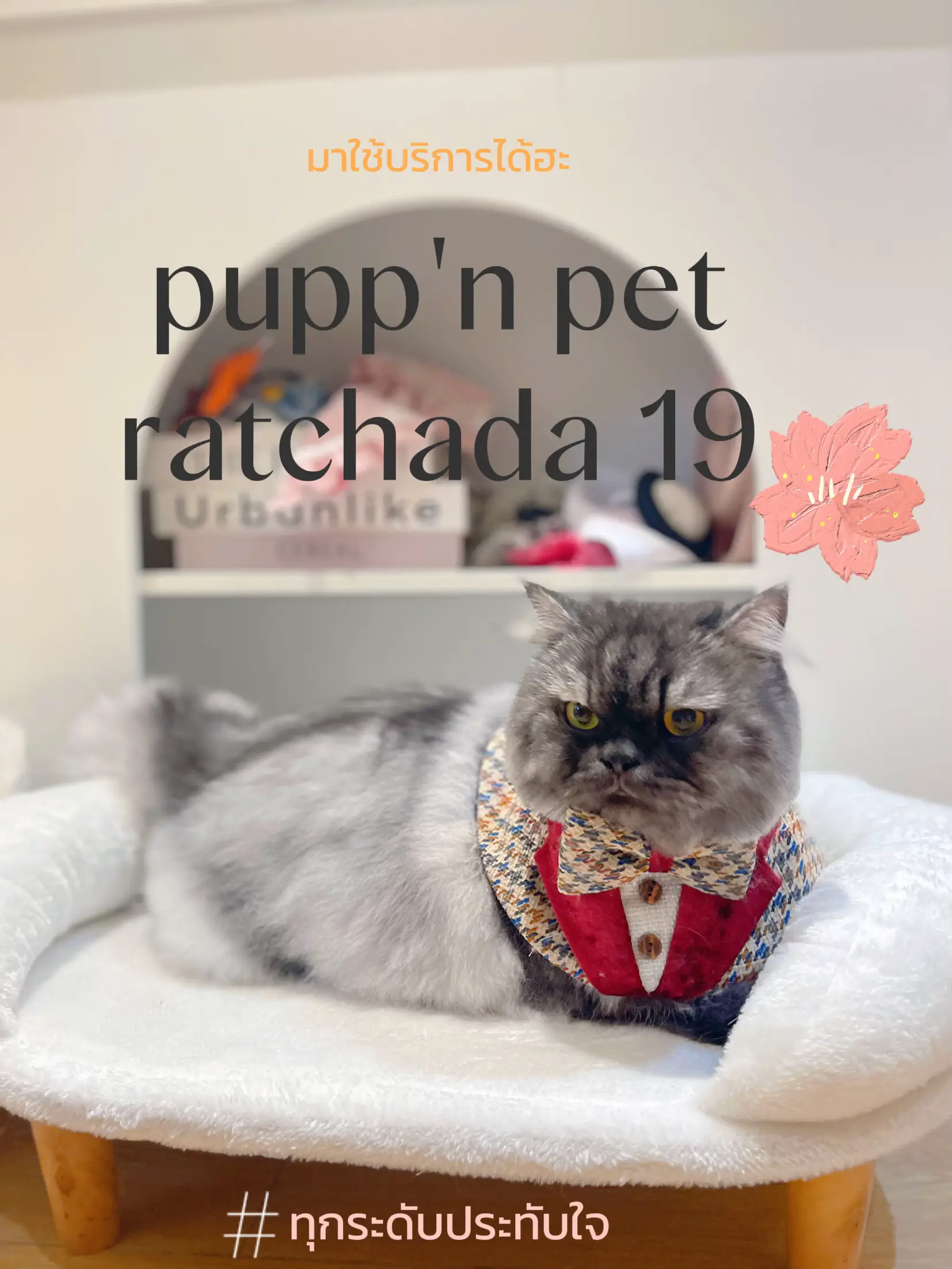 pupp'n pet Grooming & spa rarchada19 | แกลเลอรีที่โพสต์โดย ppapipe | Lemon8