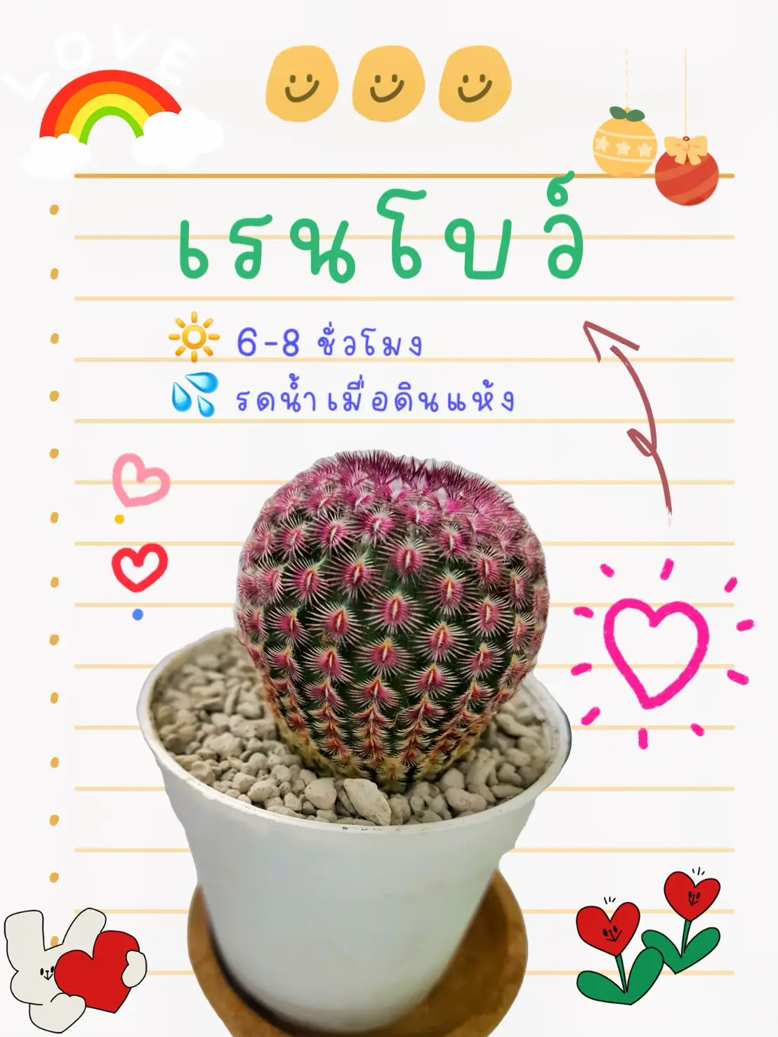 แคคตัสเรนโบว์ | แกลเลอรีที่โพสต์โดย Jumjim | Lemon8