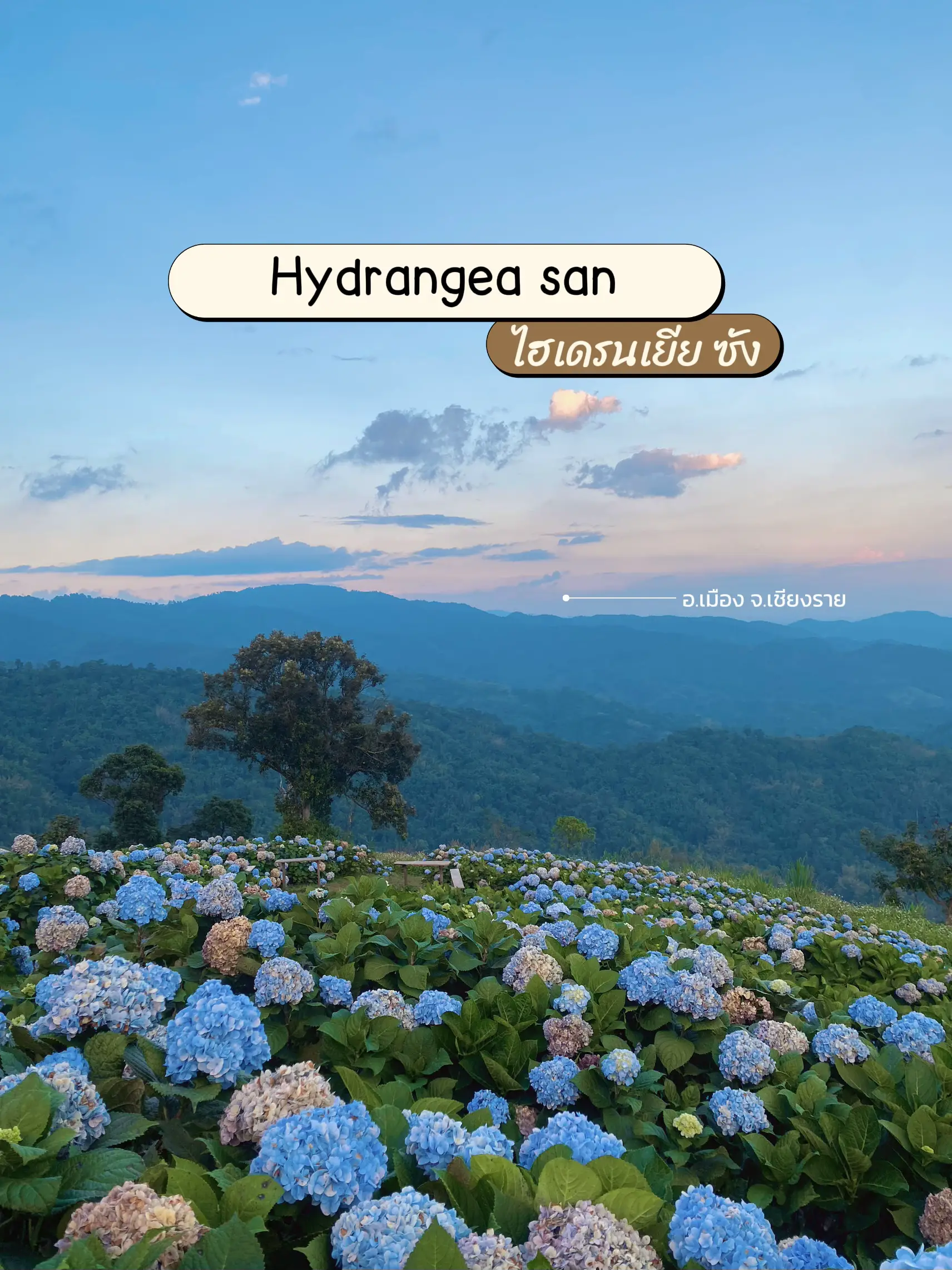 Hydrangea san : อ.เมือง จ.เชียงราย | แกลเลอรีที่โพสต์โดย gg :) | Lemon8