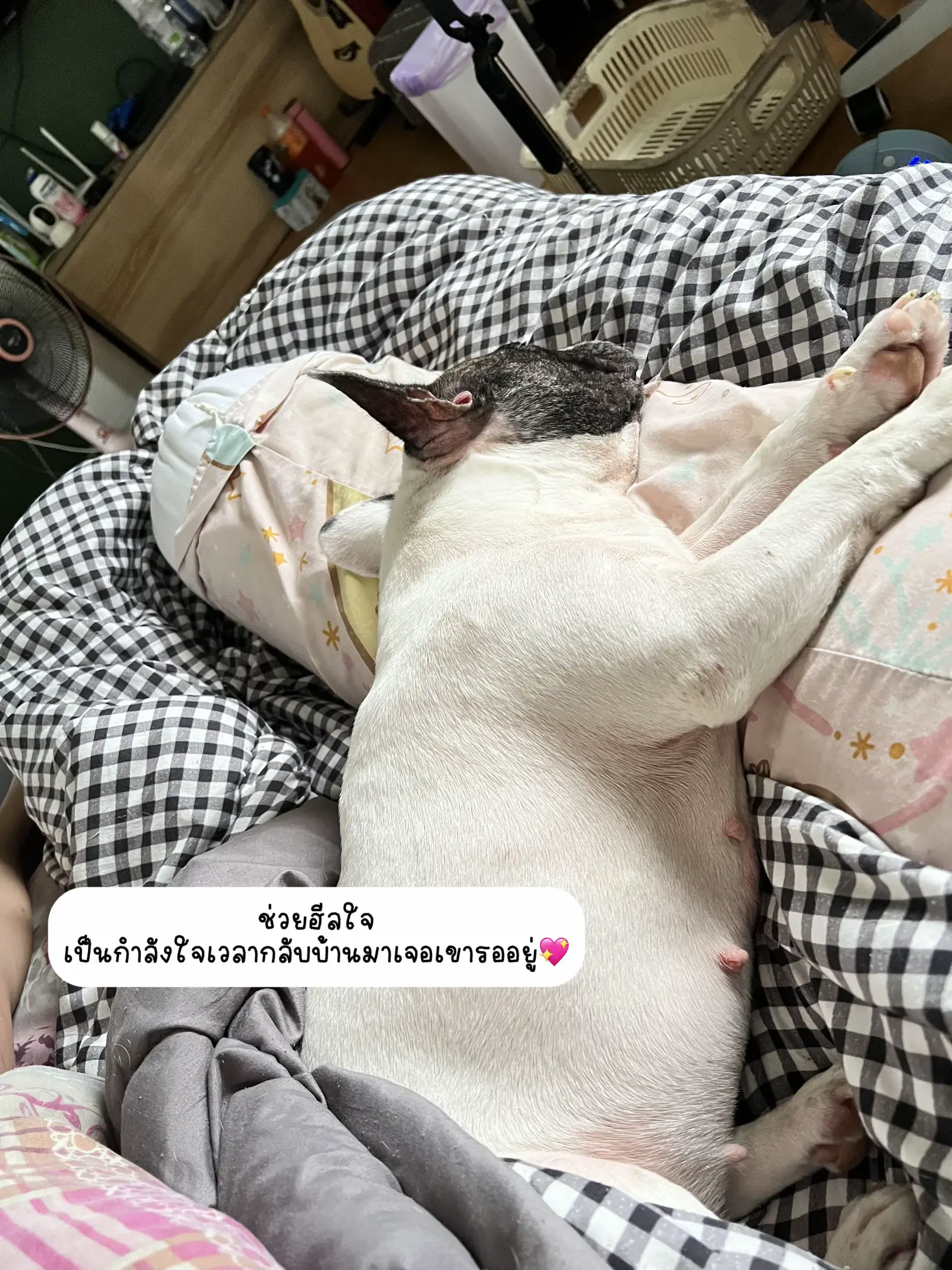 มีหมาเมื่อพร้อม🐶 ข้อควรรู้ก่อนตัดสินใจเลี้ยงหมาา | แกลเลอรีที่โพสต์โดย Noppawan Mai | Lemon8