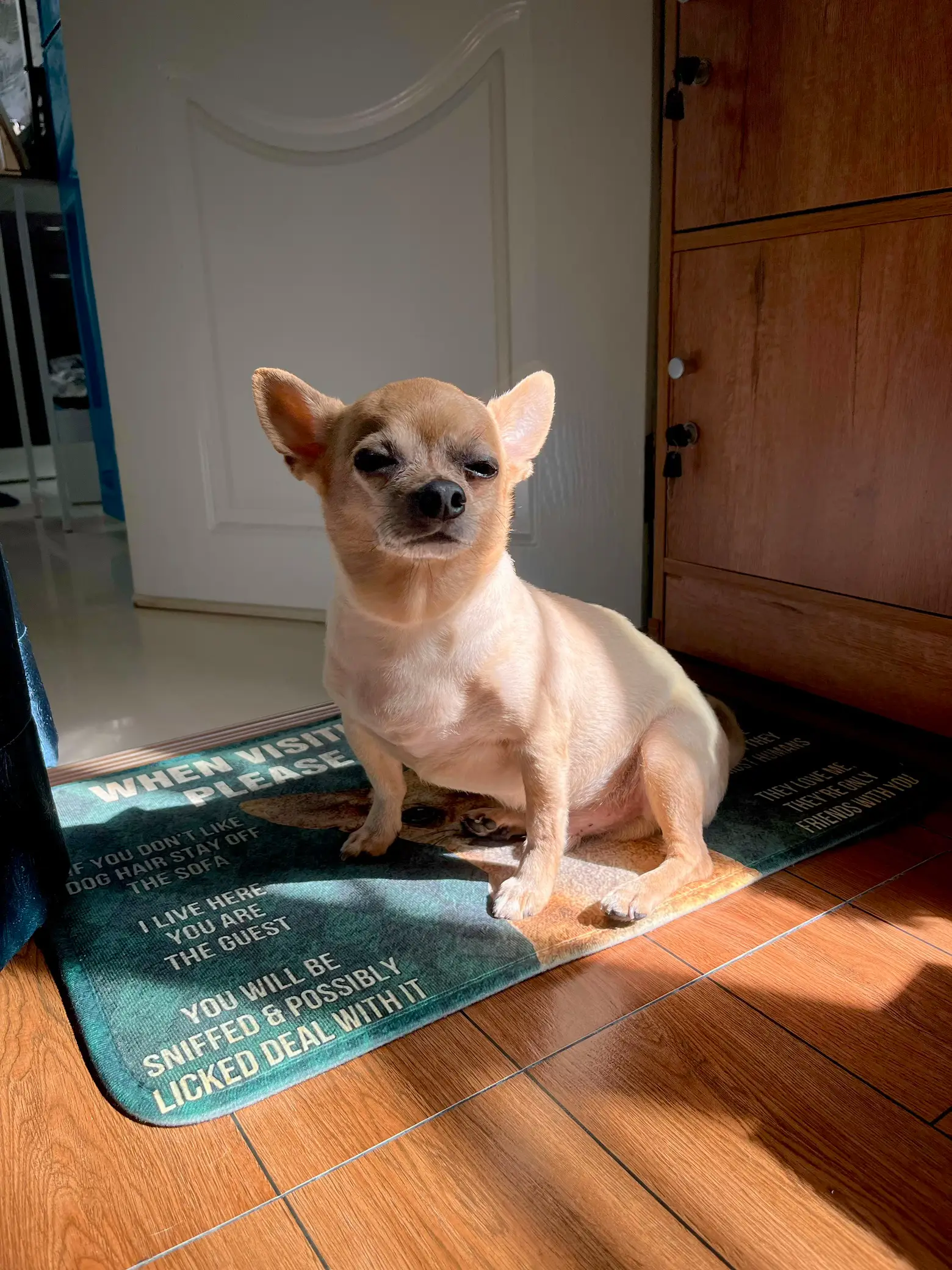 🐶พรมเช็ดเท้าหน้าชิวาว่า | แกลเลอรีที่โพสต์โดย khuncha | Lemon8