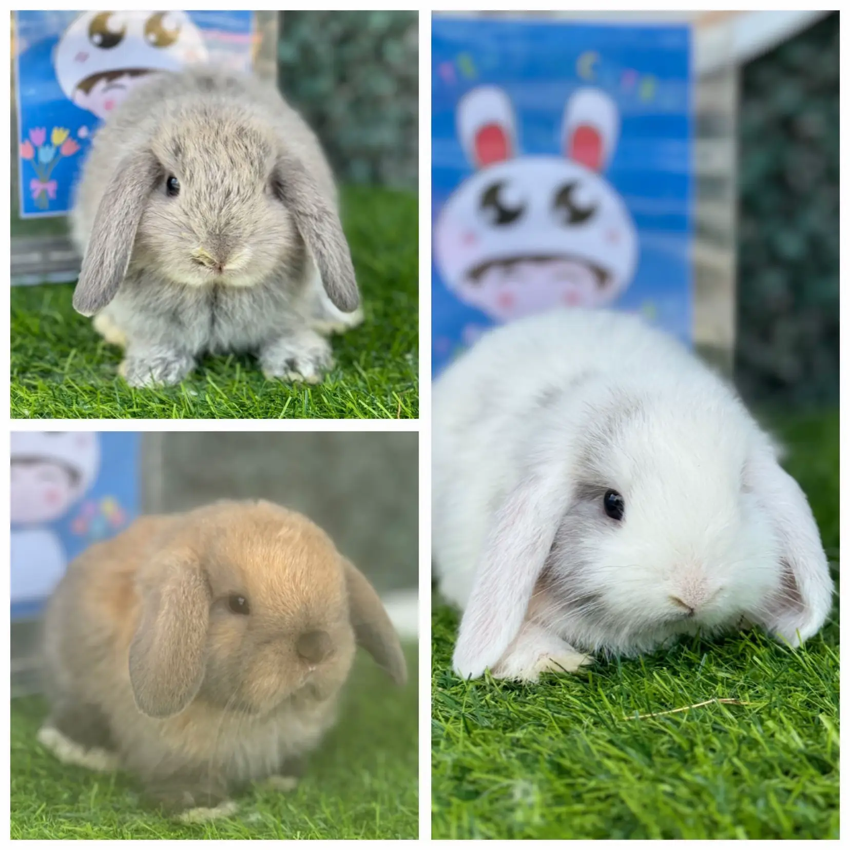 Holland Lop Rabbit Breed | Gallery posted by JeBunnyChonburi | Lemon8