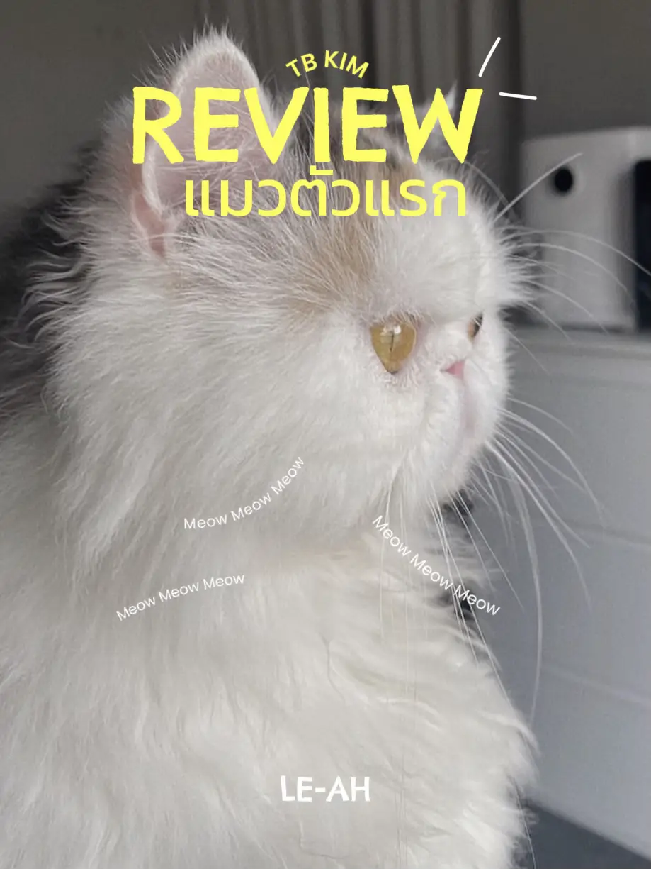 รีวิวแมวตัวแรก | แกลเลอรีที่โพสต์โดย TB Kim | Lemon8