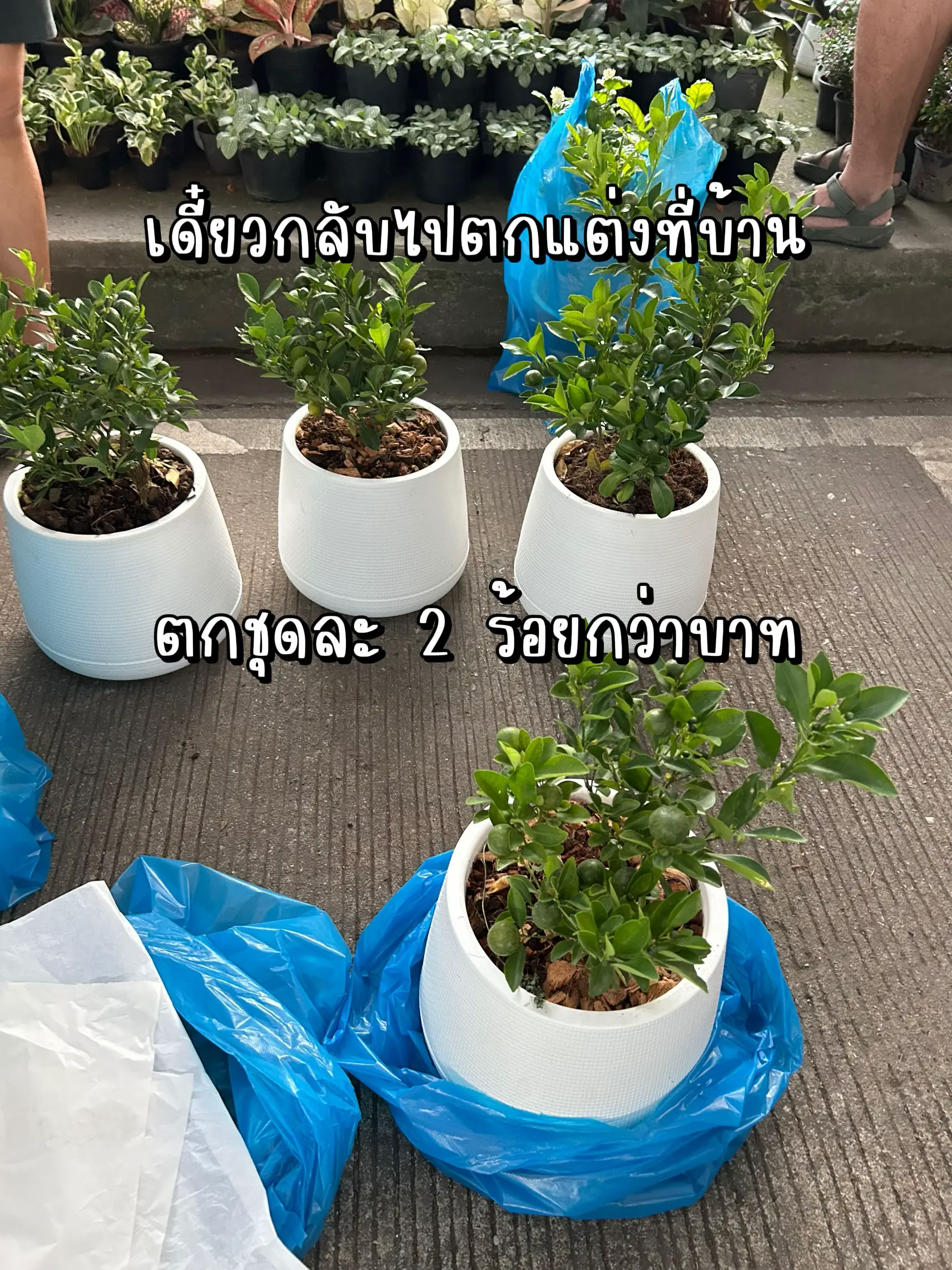 ไอเดียของขวัญปีใหม่ งบ2xx ต้นไม้มงคล ให้ได้ทุกโอกาส | แกลเลอรีที่โพสต์ ...