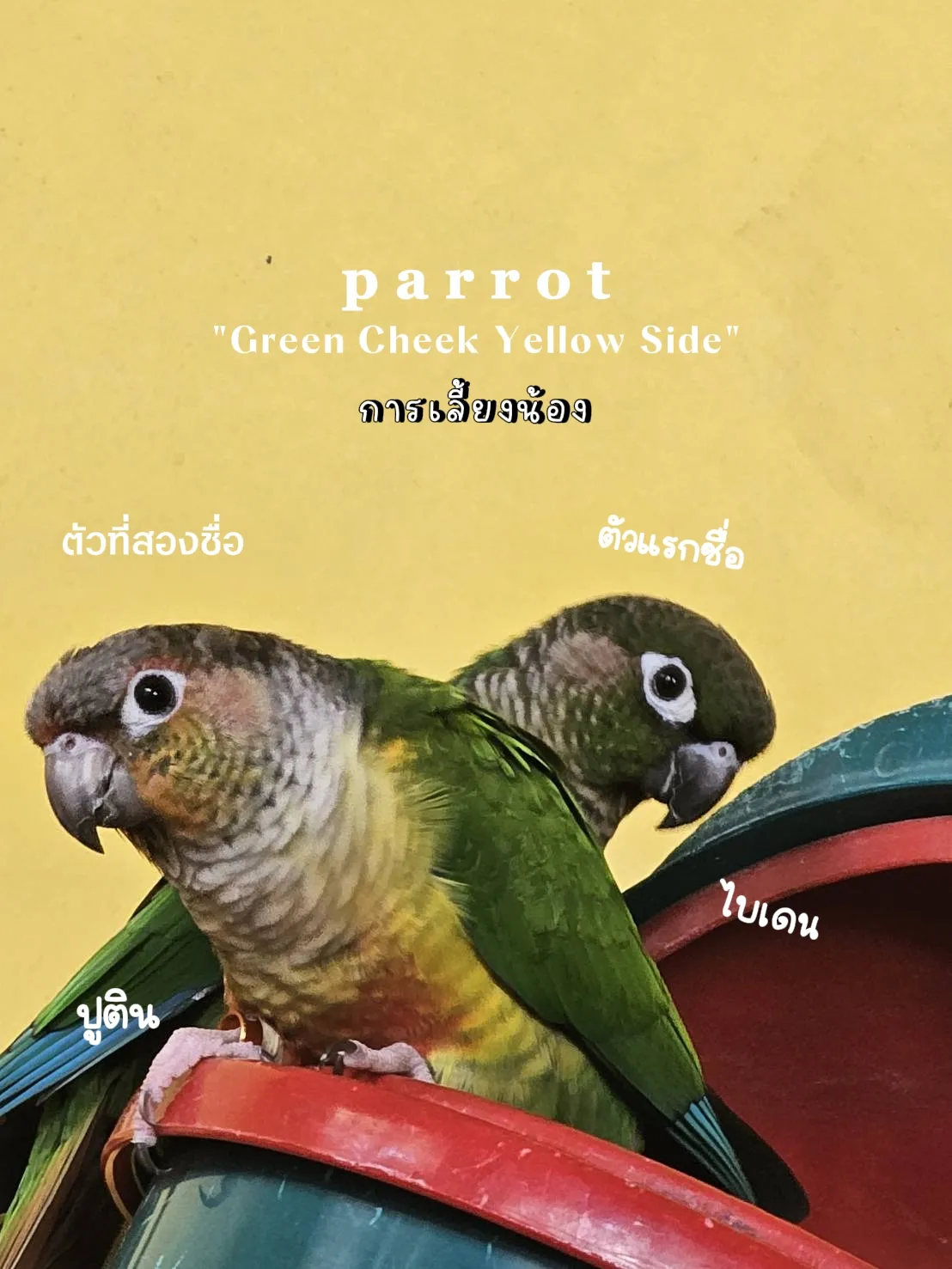 Parrot feeding guide - การค้นหาใน Lemon8
