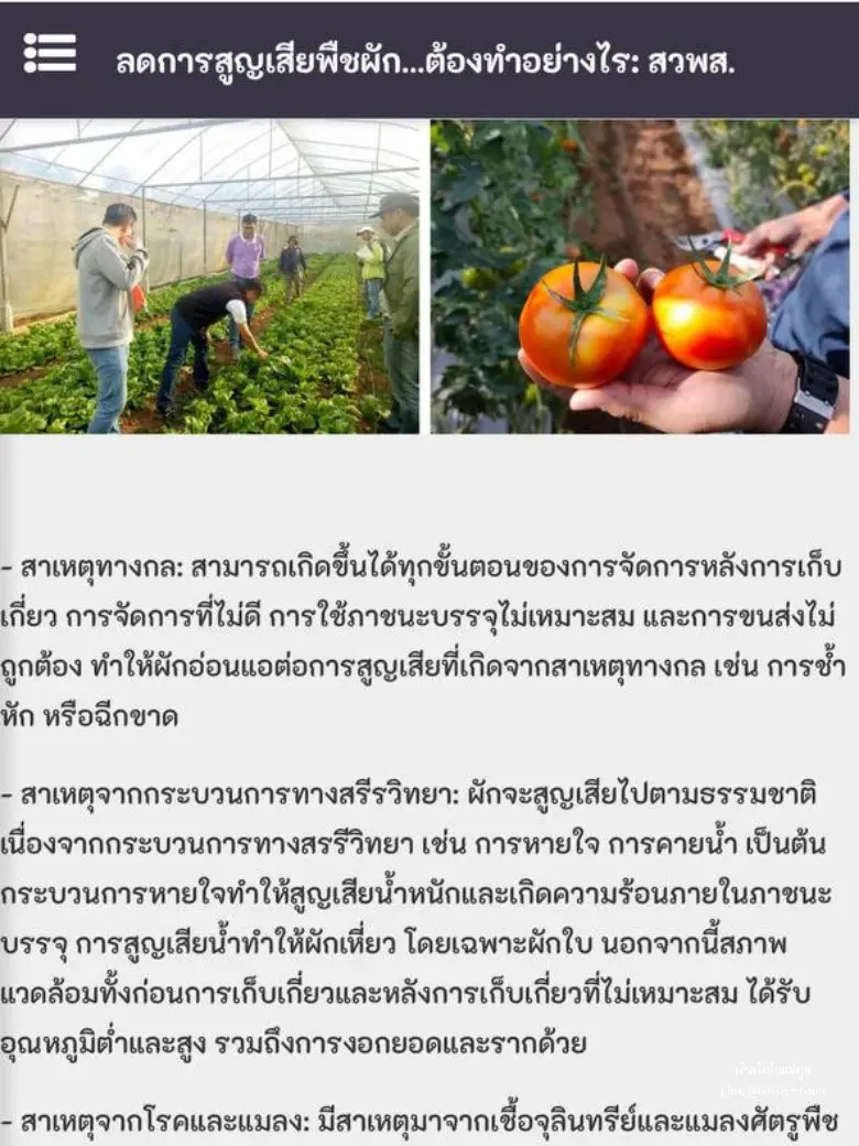 🥬”คืนชีพผักเหี่ยว“ ให้กลับมาสดอีกครั้ง | แกลเลอรีที่โพสต์โดย แม่ตูน ...