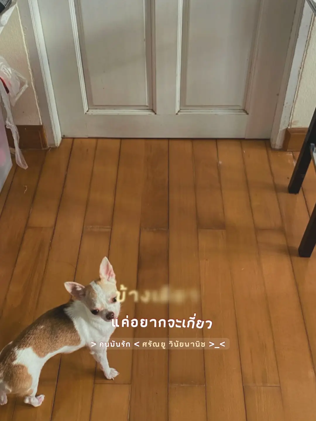 น้องลาเต้ | วิดีโอที่เผยแพร่โดย Vivee 4289 | Lemon8