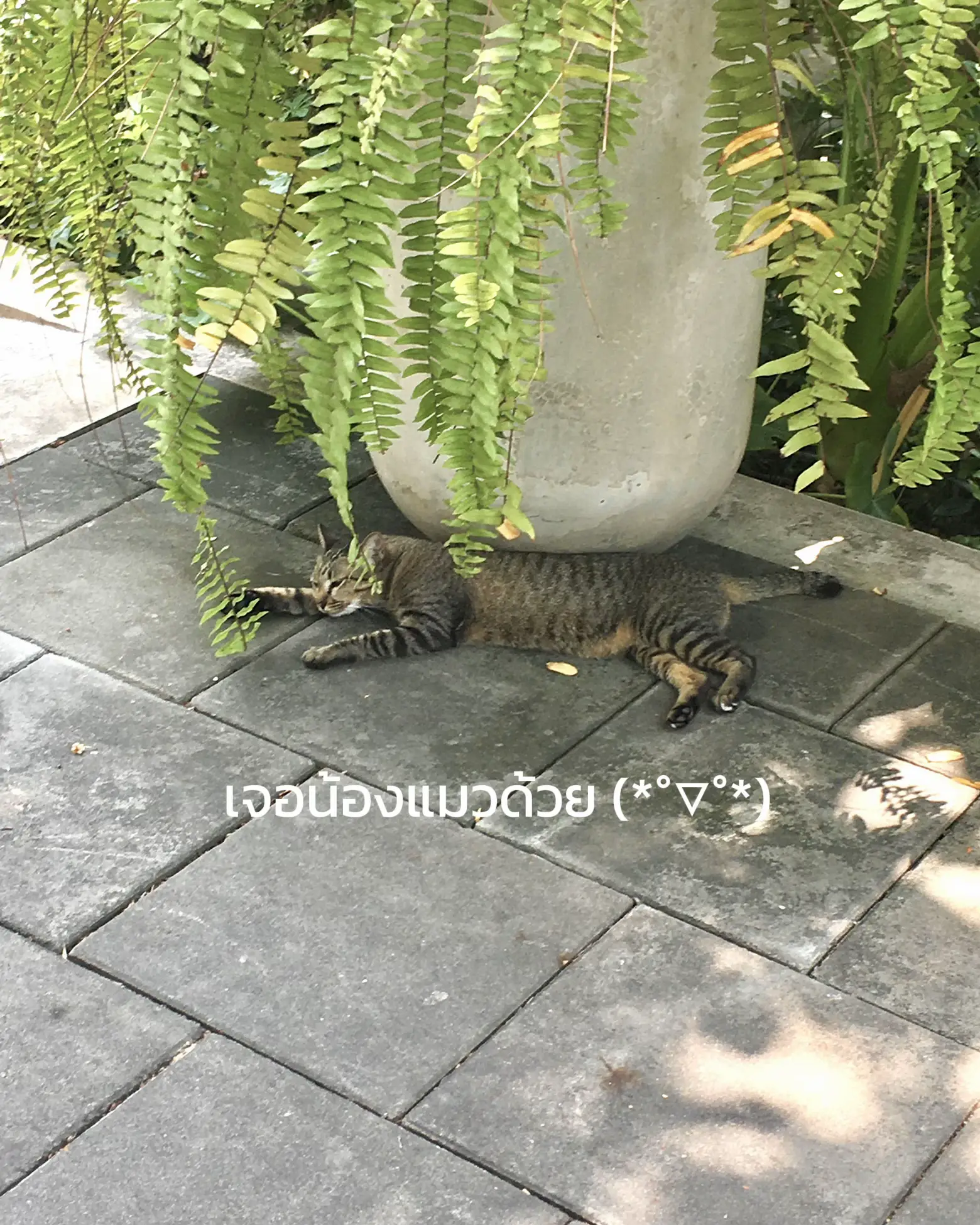 Neilson Hays Library | ห้องสมุดพักใจ 📚 | แกลเลอรีที่โพสต์โดย heart ...