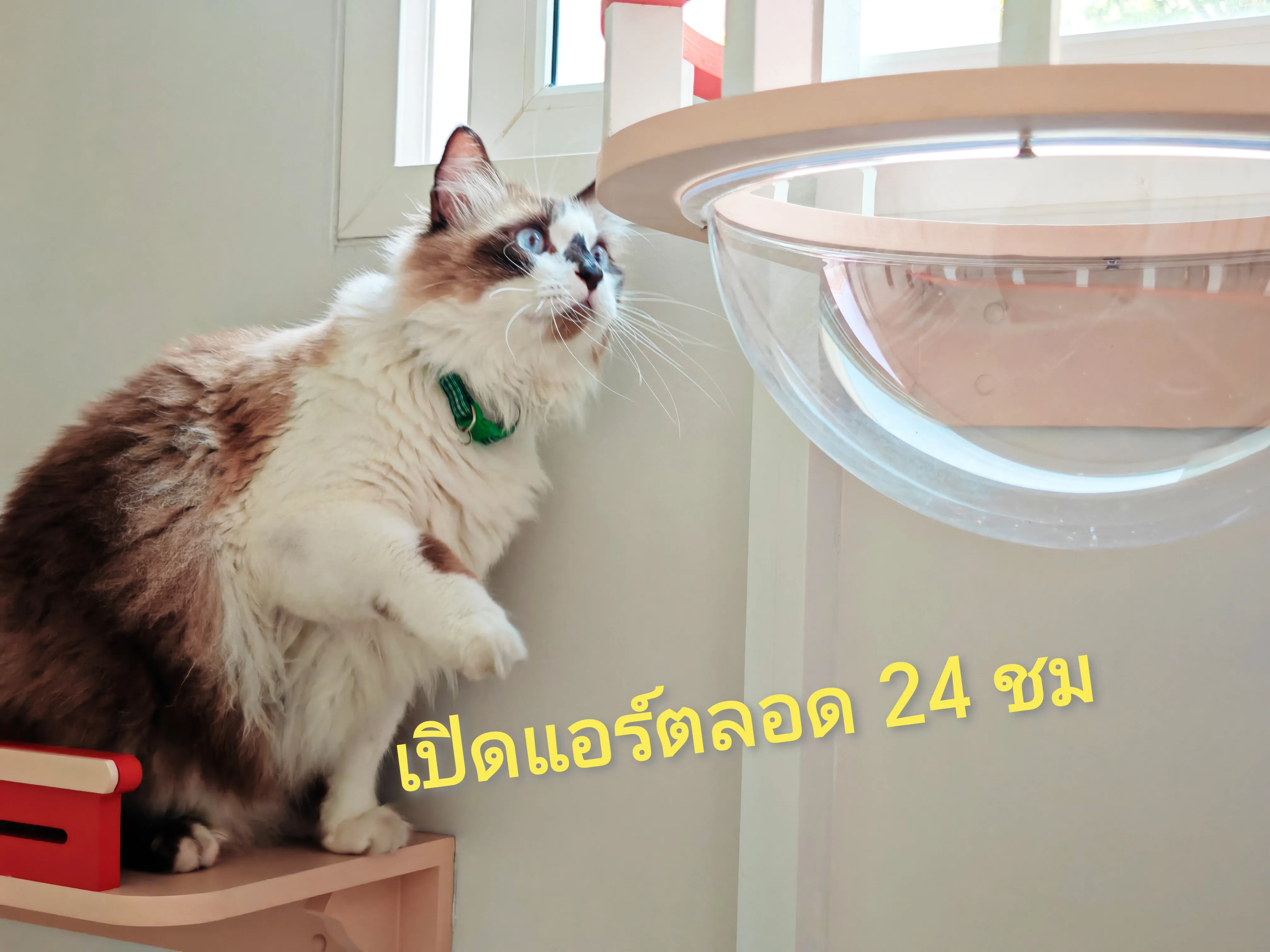 โรงแรมแมวอุคอิค Uk_Ik Cat Hotel 猫酒店 | แกลเลอรีที่โพสต์โดย Takashi Judo ...