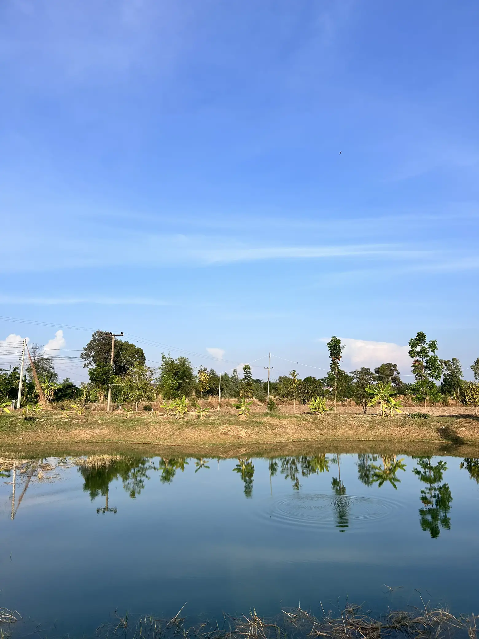 T•Farm | แกลเลอรีที่โพสต์โดย Teeteeathi | Lemon8