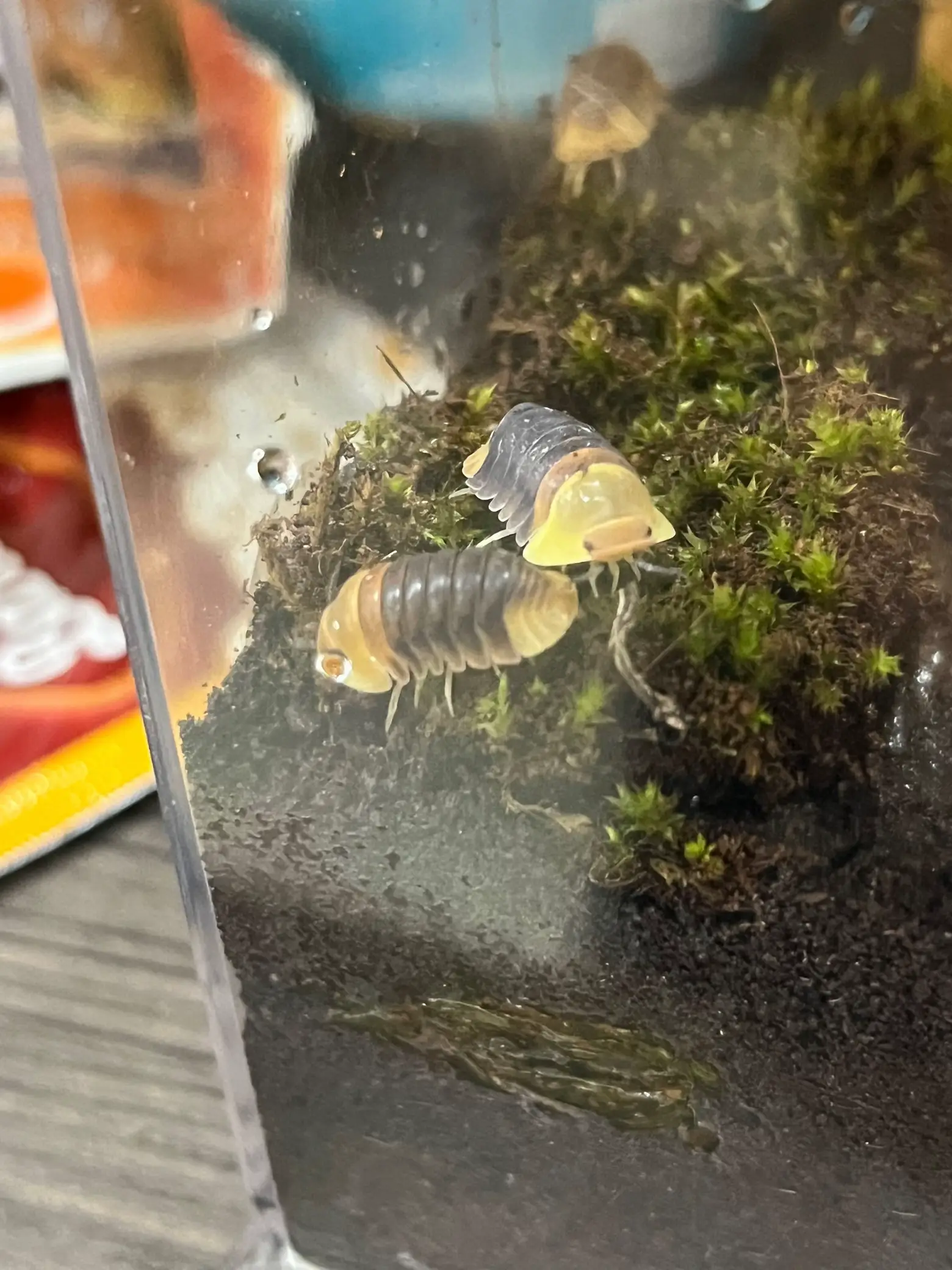 Cubaris sp. Ruber Duck #Mylittlezooisopod | แกลเลอรีที่โพสต์โดย Say Hi Isopod | Lemon8