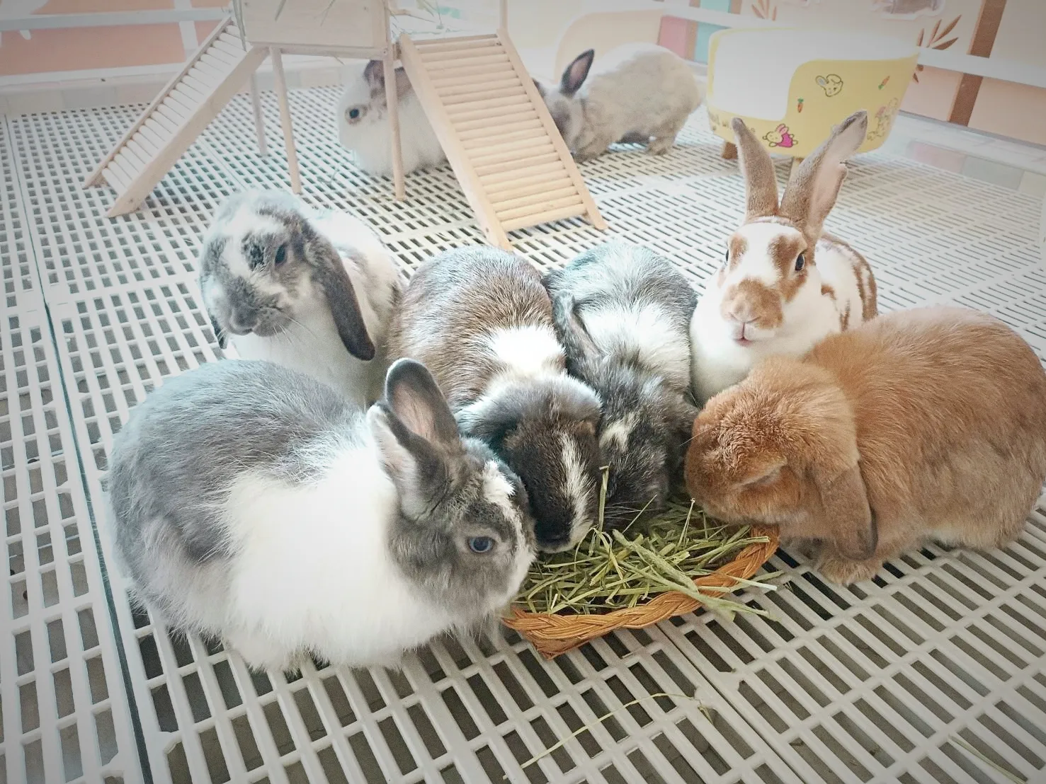 Rabbit With Me Cafe คาเฟ่กระต่ายบางแสน | แกลเลอรีที่โพสต์โดย Rabbit ...