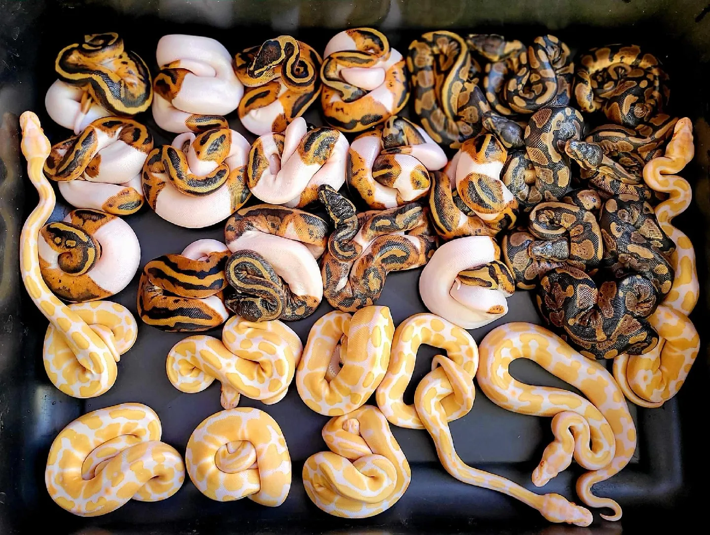 งูบอลไพธอน Ball Python Snake | แกลเลอรีที่โพสต์โดย ReptileHiso.com | Lemon8