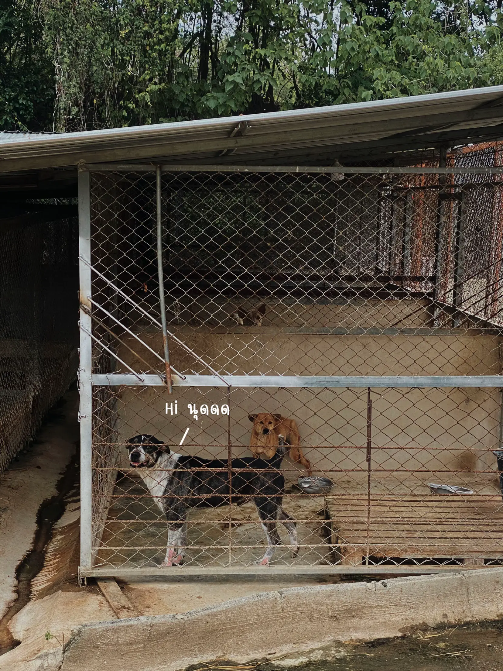 พาไปทำบุญให้สัตว์ถูกทอดทิ้งกัน 🐃🐕🐈🐑🐐🐓 | แกลเลอรีที่โพสต์โดย Nivarin.kt ...