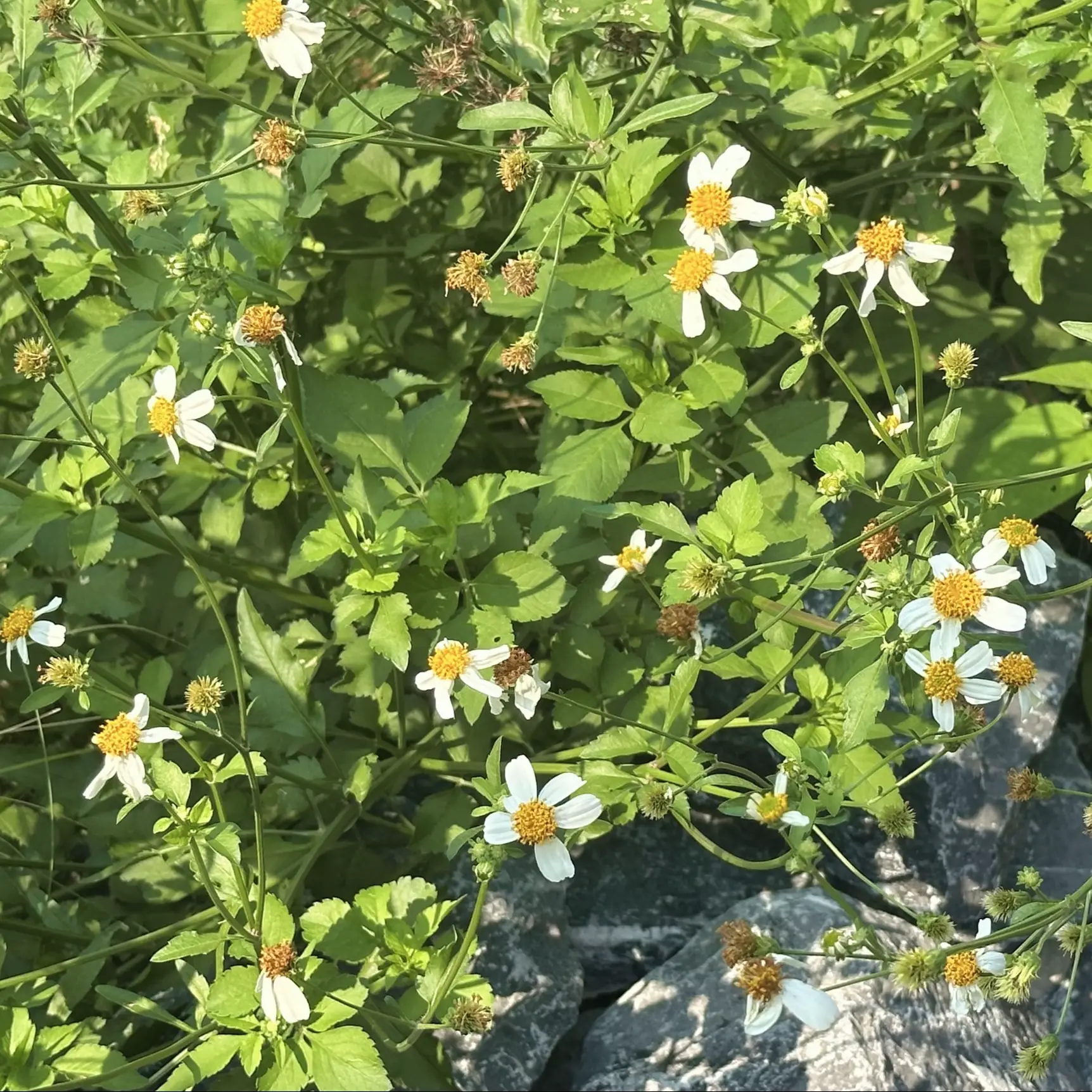 The Treat Farm Hotel 🌲🌸 | แกลเลอรีที่โพสต์โดย MM | Lemon8