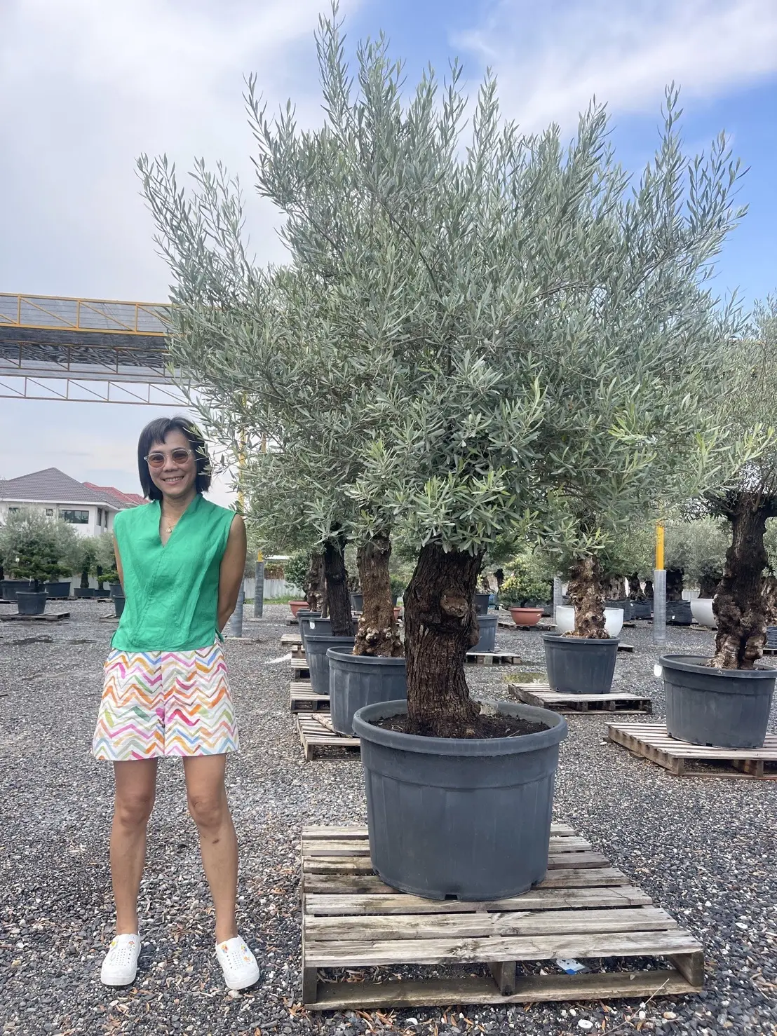 Olive Tree for birthday | แกลเลอรีที่โพสต์โดย YaMmY oTa | Lemon8
