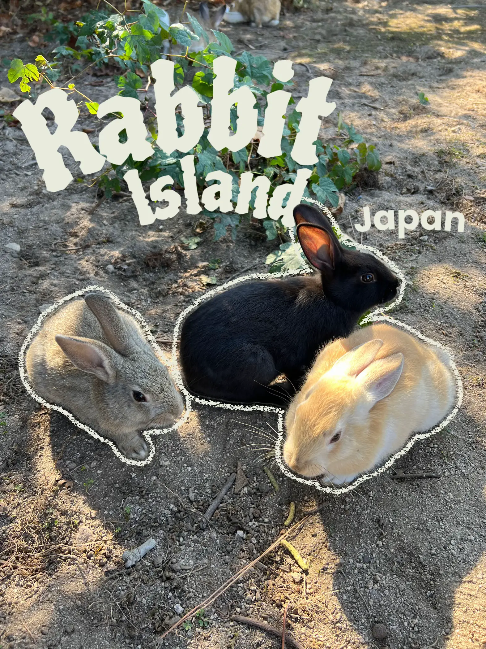An Island Full of Rabbits in Japan! | Gallery posted by Eliz •ᴗ• | Lemon8