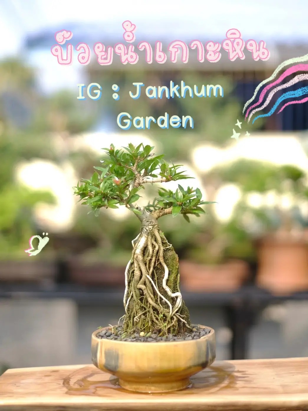 บ๊วยน้ำเกาะหิน | แกลเลอรีที่โพสต์โดย Jankum garden | Lemon8