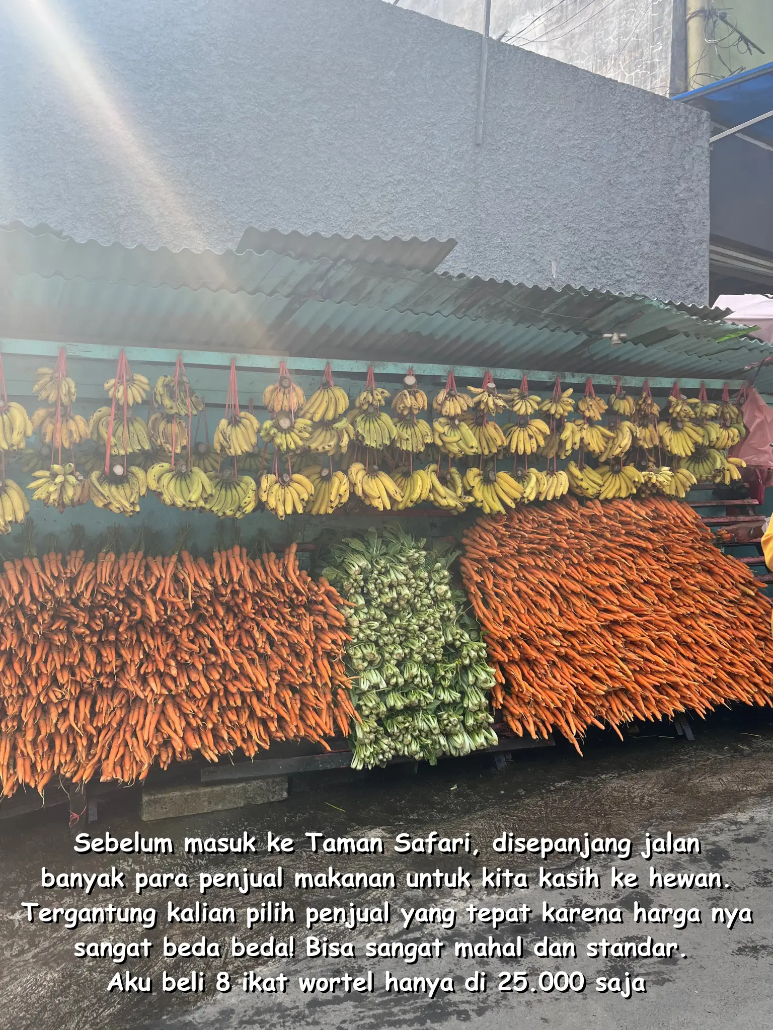 [WARNING⁉️] PENGALAMAN KE TAMAN SAFARI CISARUA | Galeri diposting oleh Stephanie | Lemon8