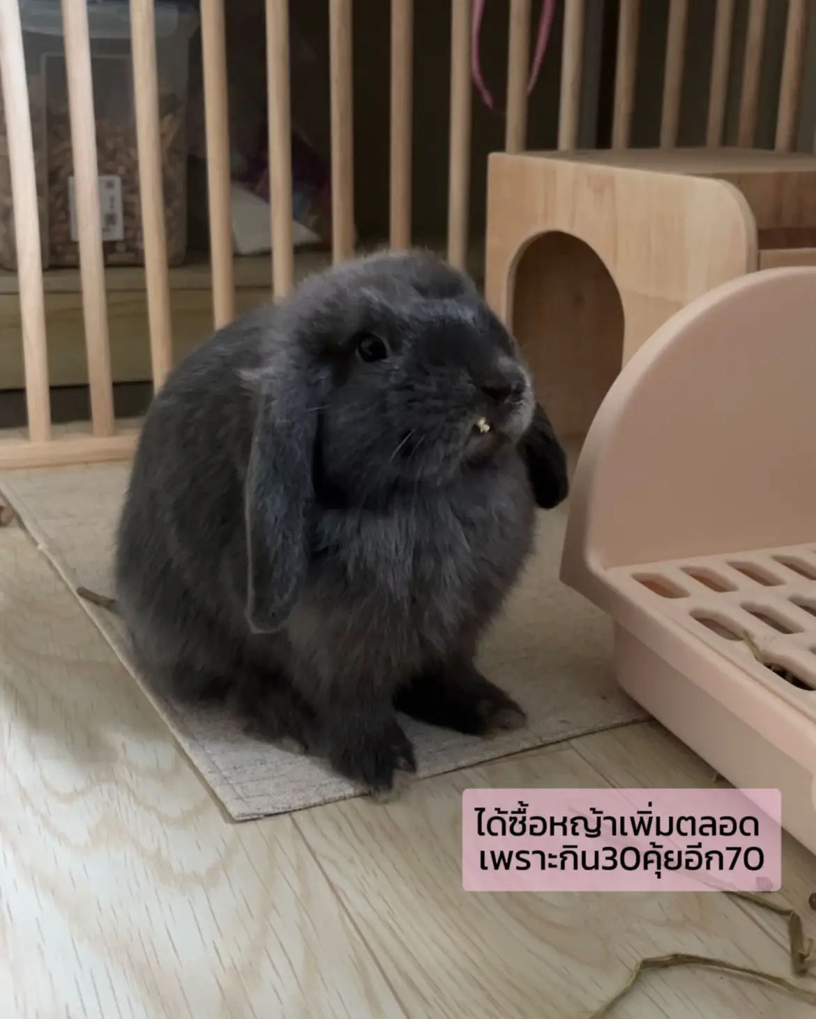 Raise rabbits and get what? 🐰🌸 | Gallery posted by lolicharrot | Lemon8