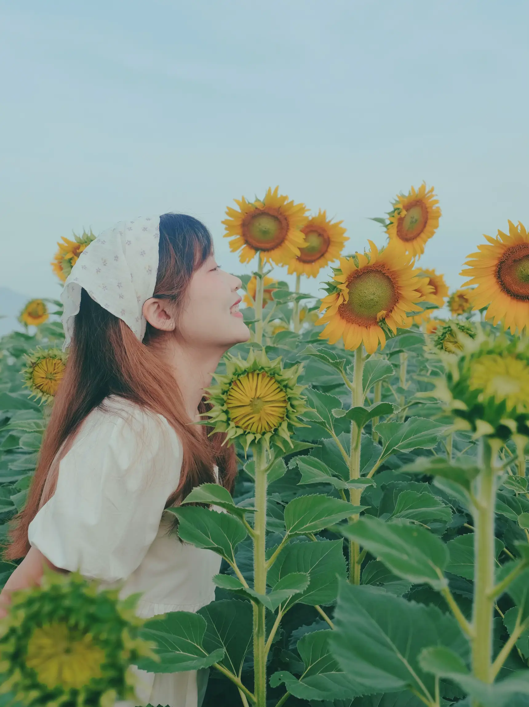 “𝓗𝓮𝓵𝓵𝓸 𝓢𝓾𝓷𝓯𝓵𝓸𝔀𝓮𝓻 ทุ่งทานตะวัน ไร่วิชาญ” | แกลเลอรีที่โพสต์โดย ...