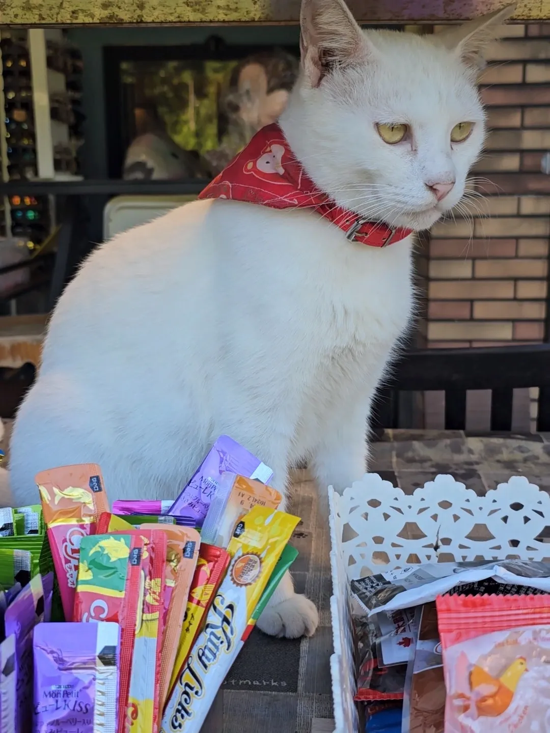 เล่นกับแมวที่ Houtong Cat Village | แกลเลอรีที่โพสต์โดย Klangnueng | Lemon8