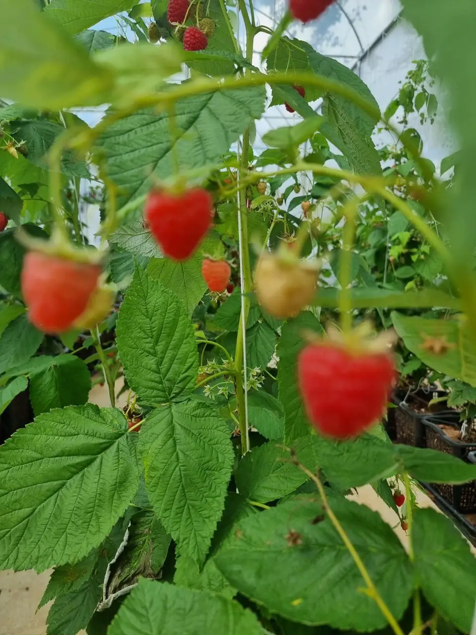 เก็บผัก จิบกาแฟ ดูไก่ฝรั่ง | แกลเลอรีที่โพสต์โดย WANTIYA | Lemon8